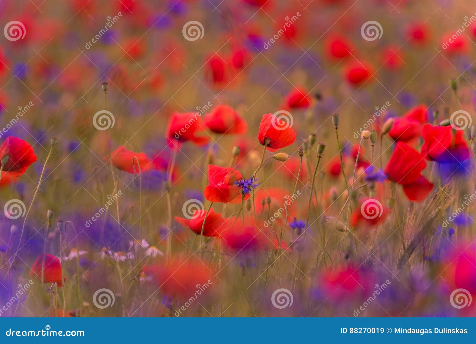 Meadow with Beautiful Bright Red Poppy Flowers Stock Image - Image of ...