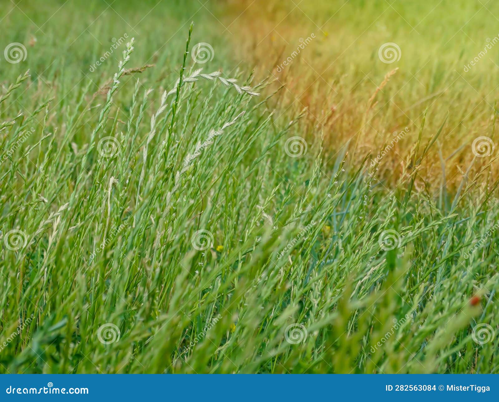 A Meadow with Beautiful Grass Texture. Meadow Grasses Stock Photo ...