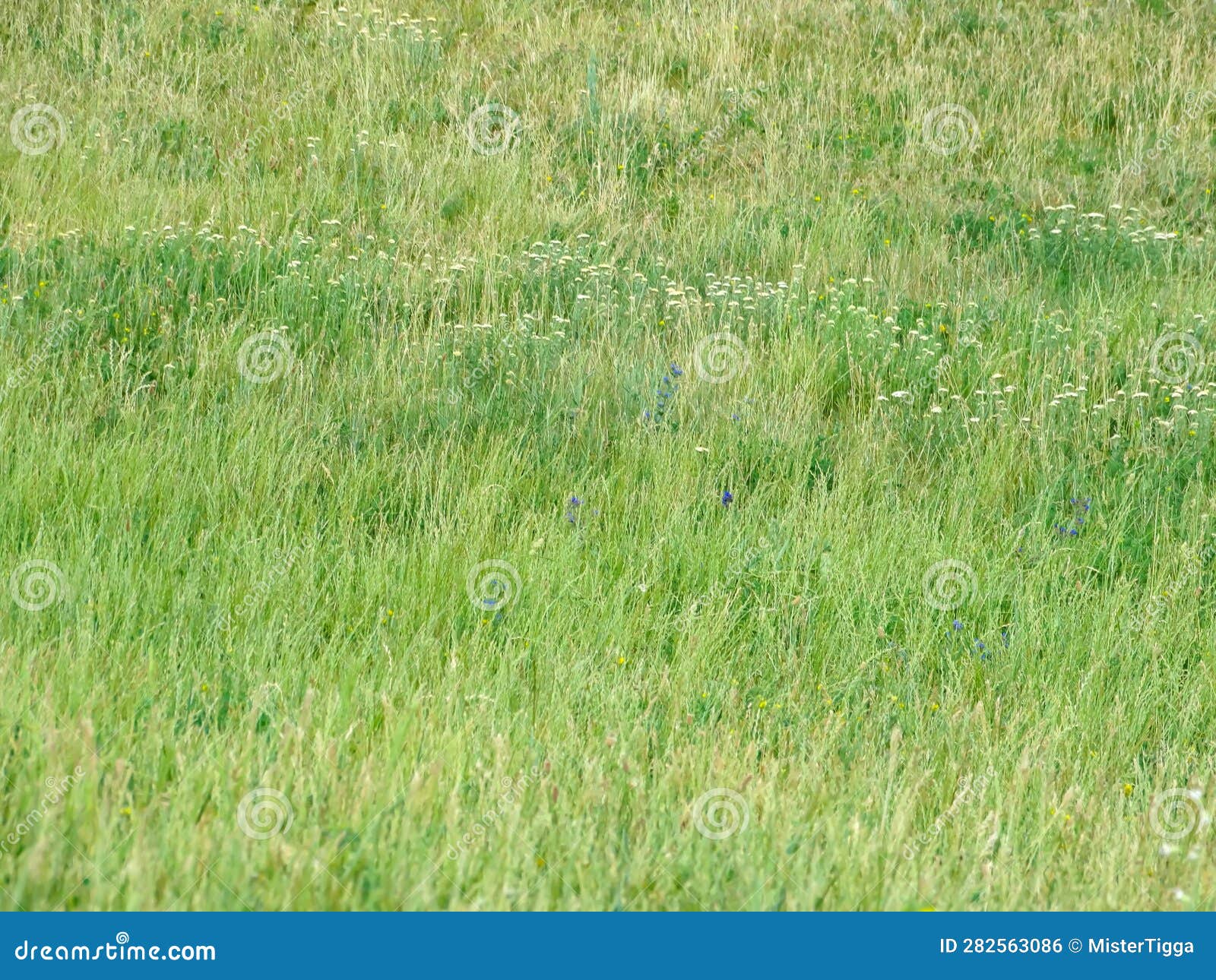 A Meadow with Beautiful Grass Texture. Meadow Grasses Stock Photo ...