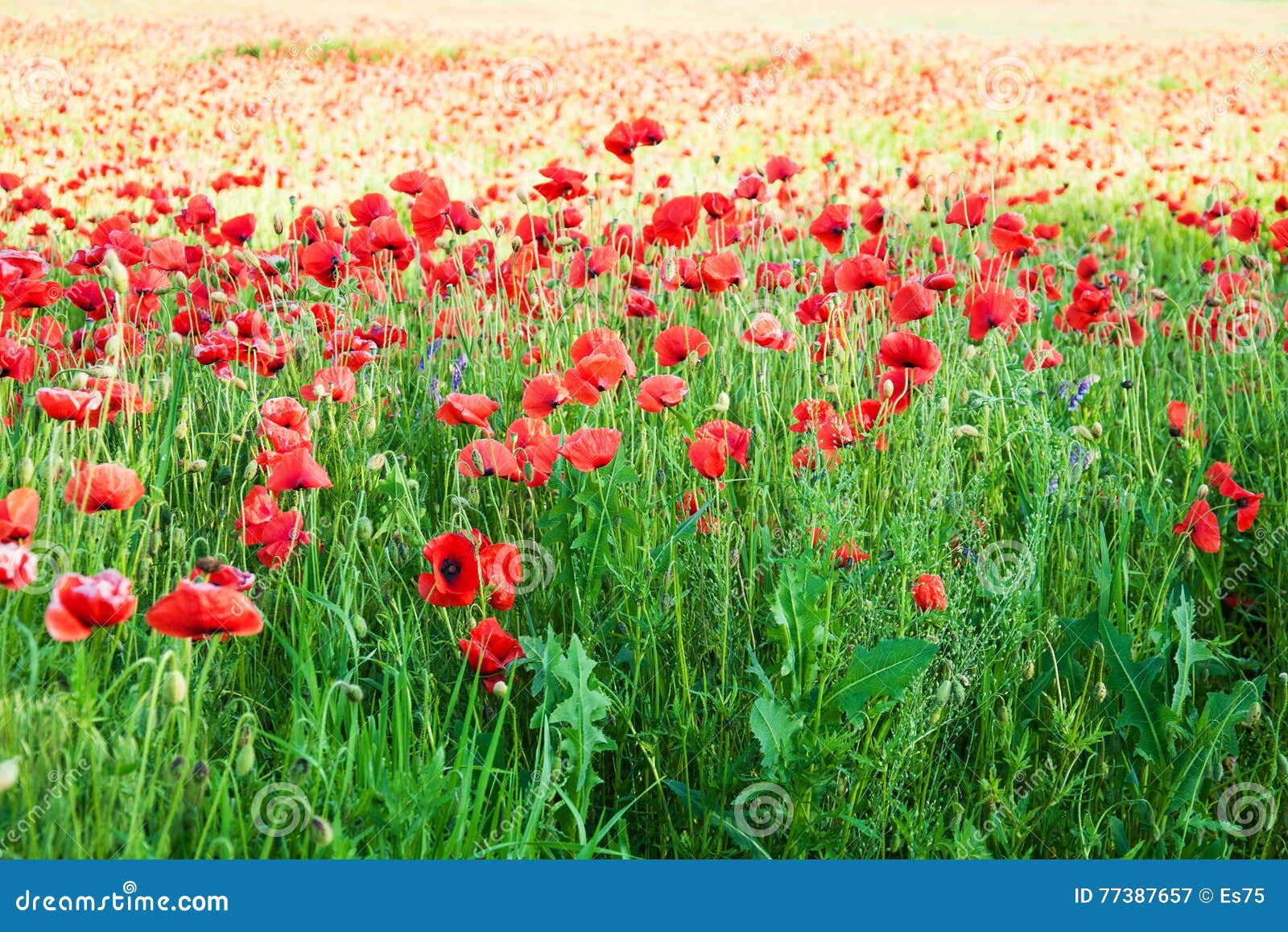 Meadow with Beautiful Red Poppy Flowers Stock Image - Image of fields ...