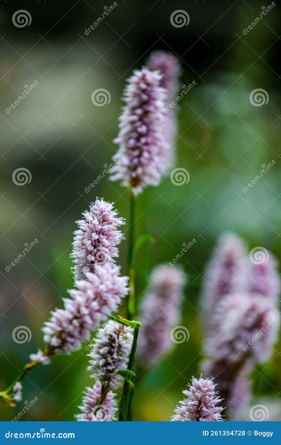 Bistort (bistorta Officinalis) Flower Stock Photo | CartoonDealer.com ...