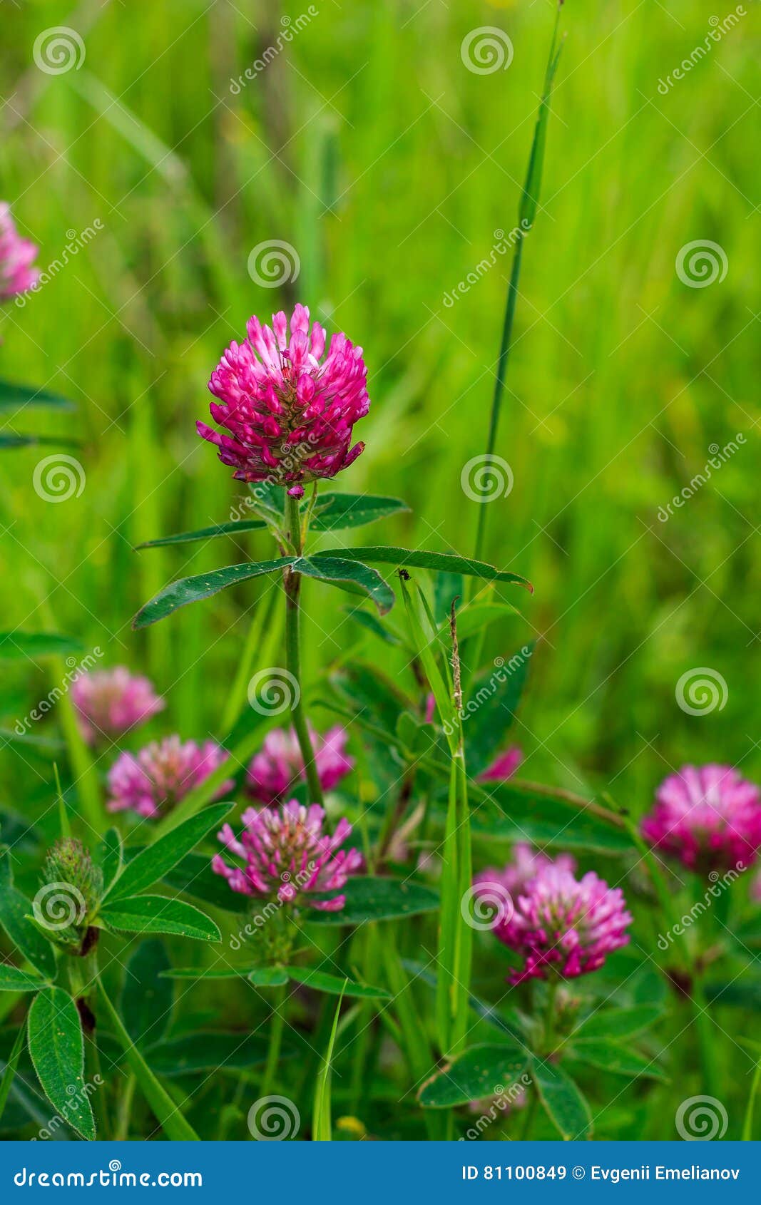 Meadow with Blooming Red Clover Stock Image - Image of nature, clover ...