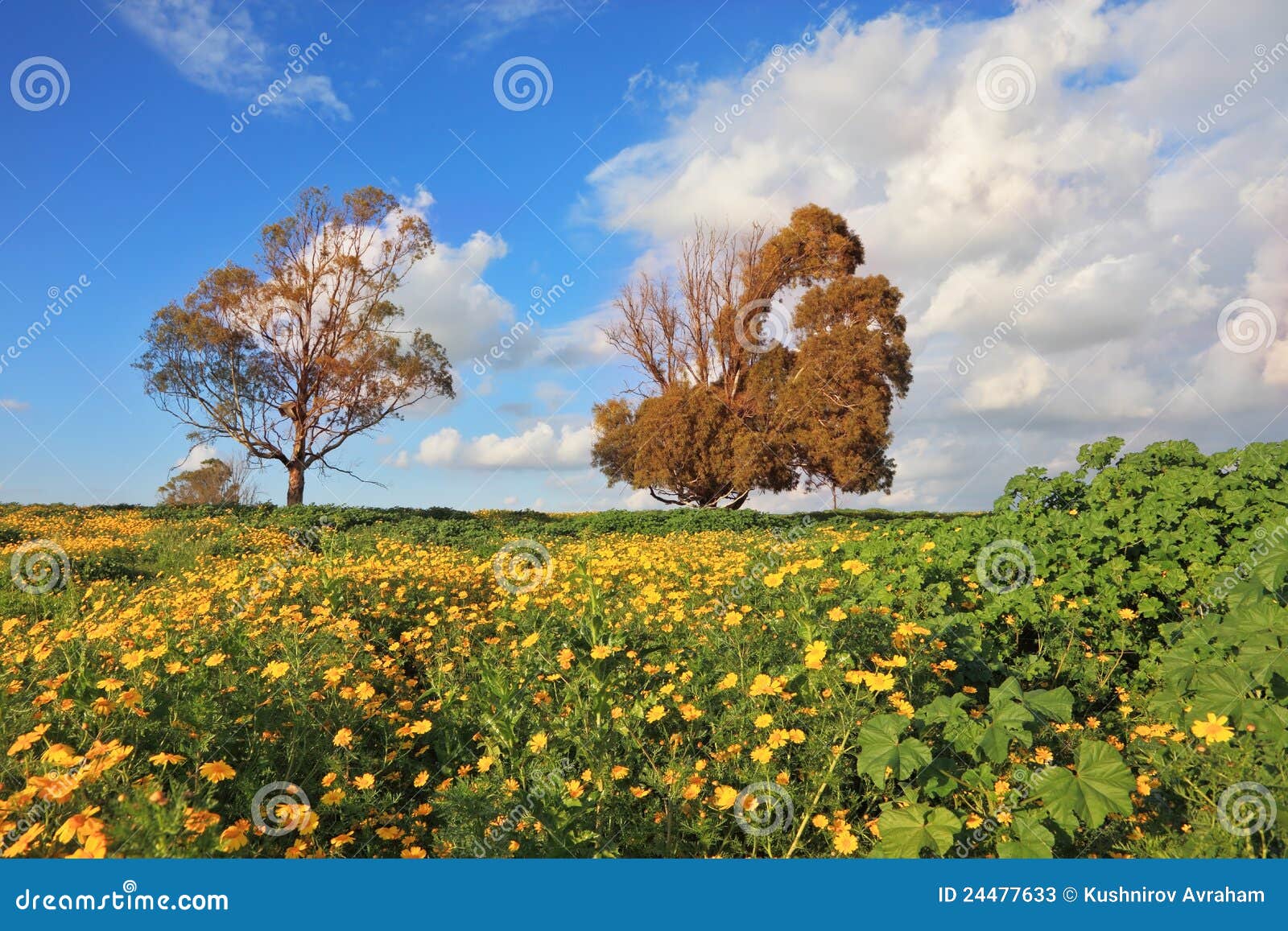 A Meadow Blossoming by Yellow Flowers Stock Image - Image of landscape ...