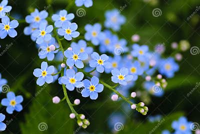 Meadow blue flowers stock photo. Image of idyllic, environment - 14539306