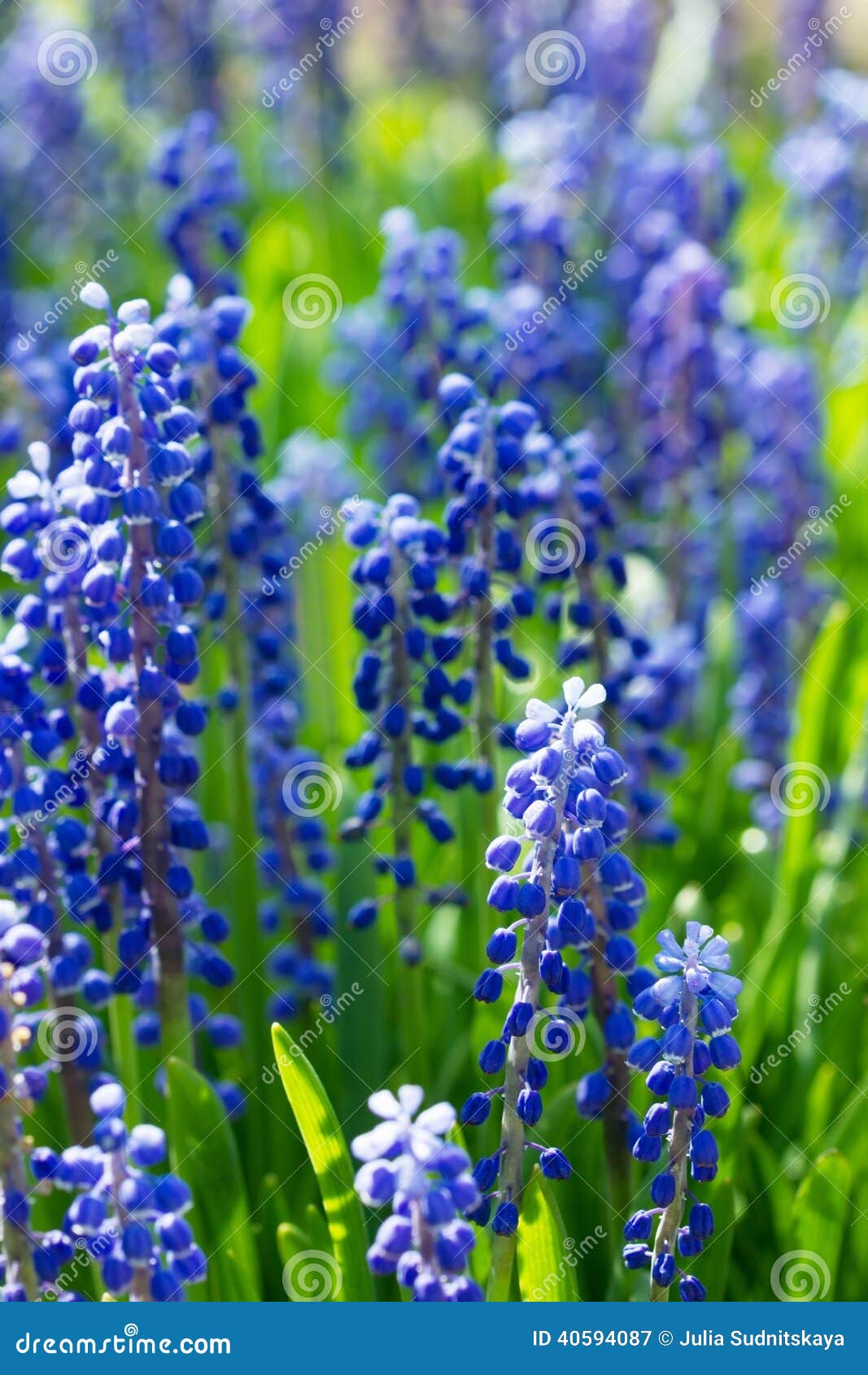 Meadow of blue flowers stock image. Image of bouquet - 40594087