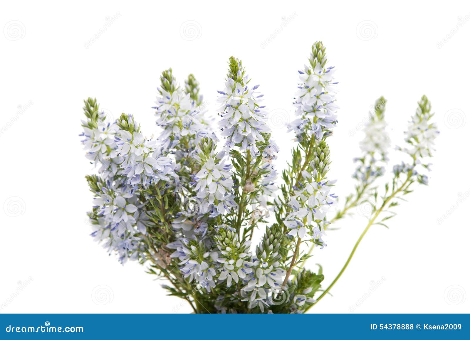 Meadow blue flowers stock photo. Image of blossom, bunch - 54378888