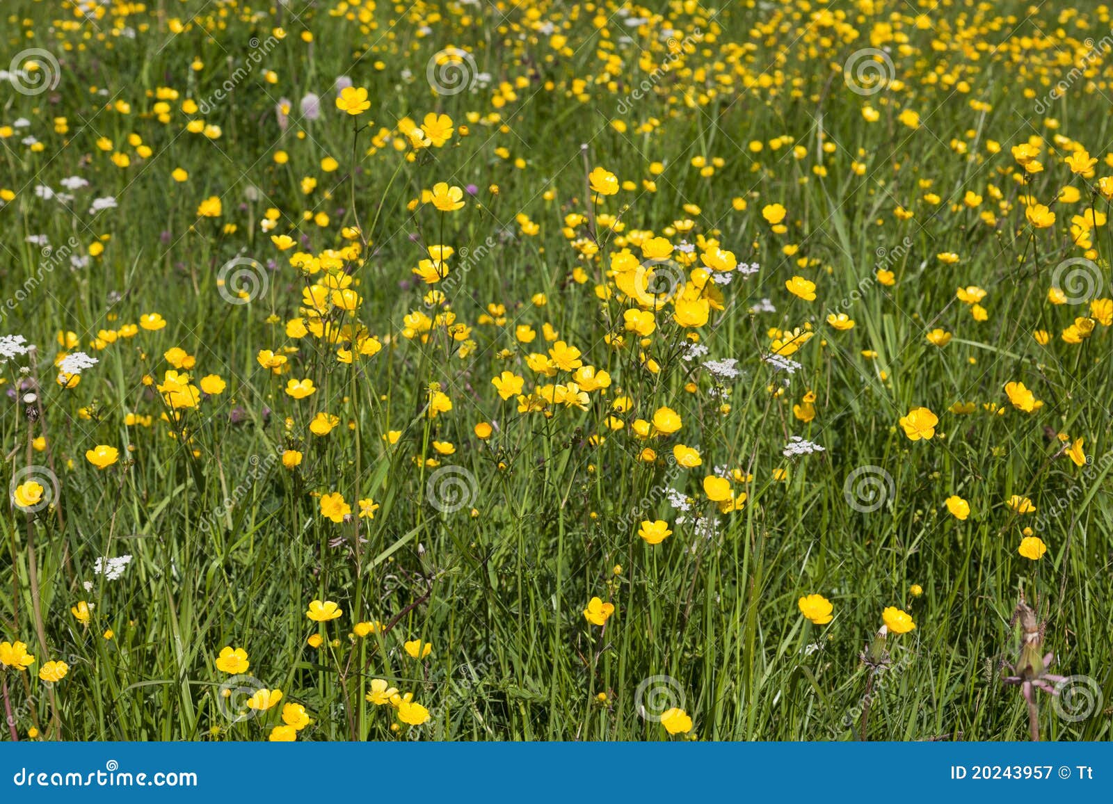 Meadow Buttercup stock image. Image of head, grass, plants - 20243957