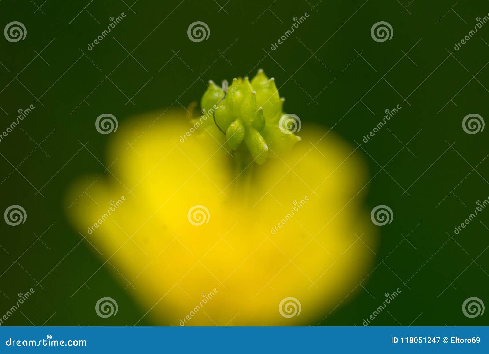Meadow buttercup fruit stock image. Image of botanical - 118051247