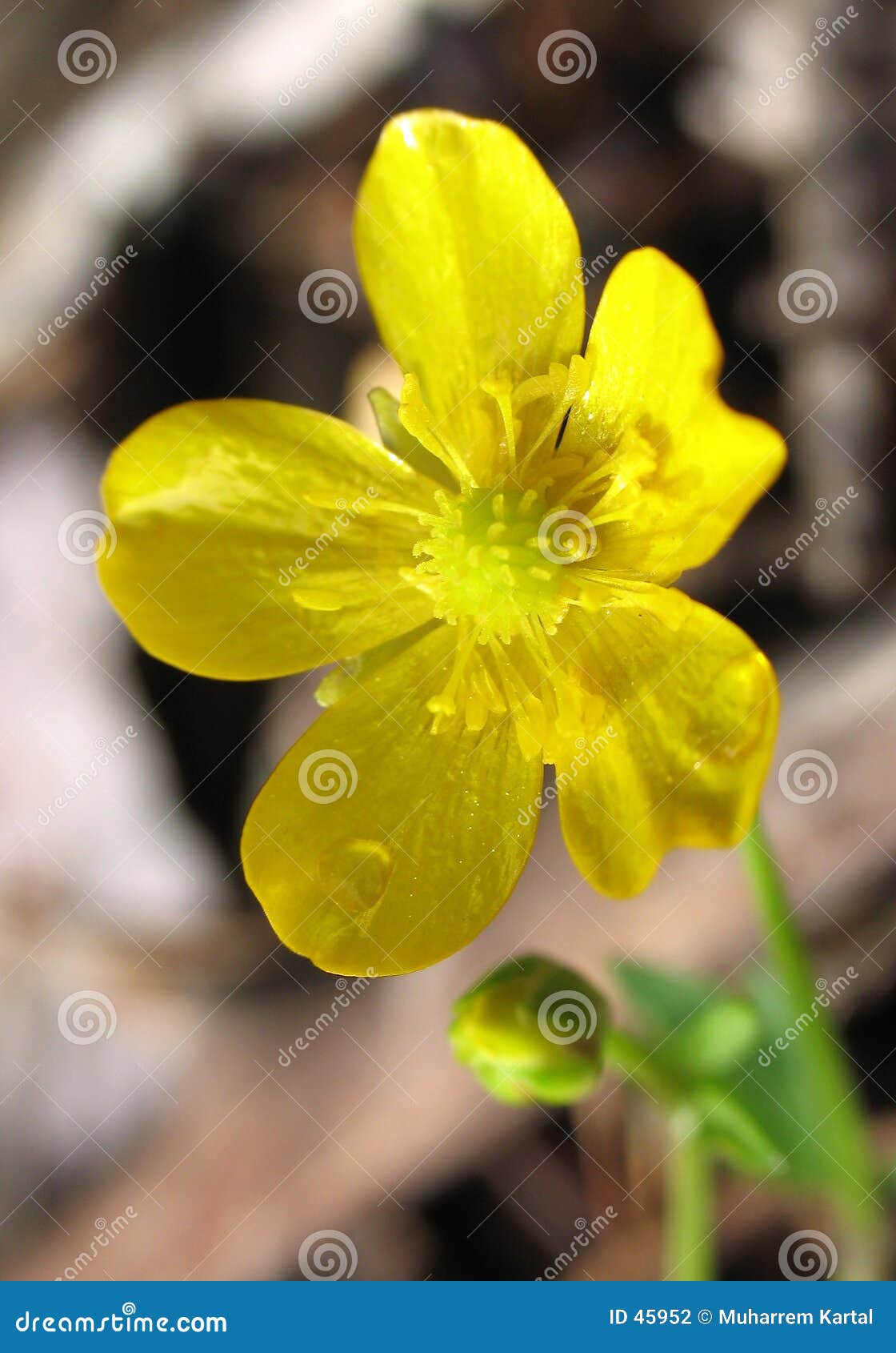 Meadow buttrcup stock photo. Image of tall, blooming, meadow - 45952