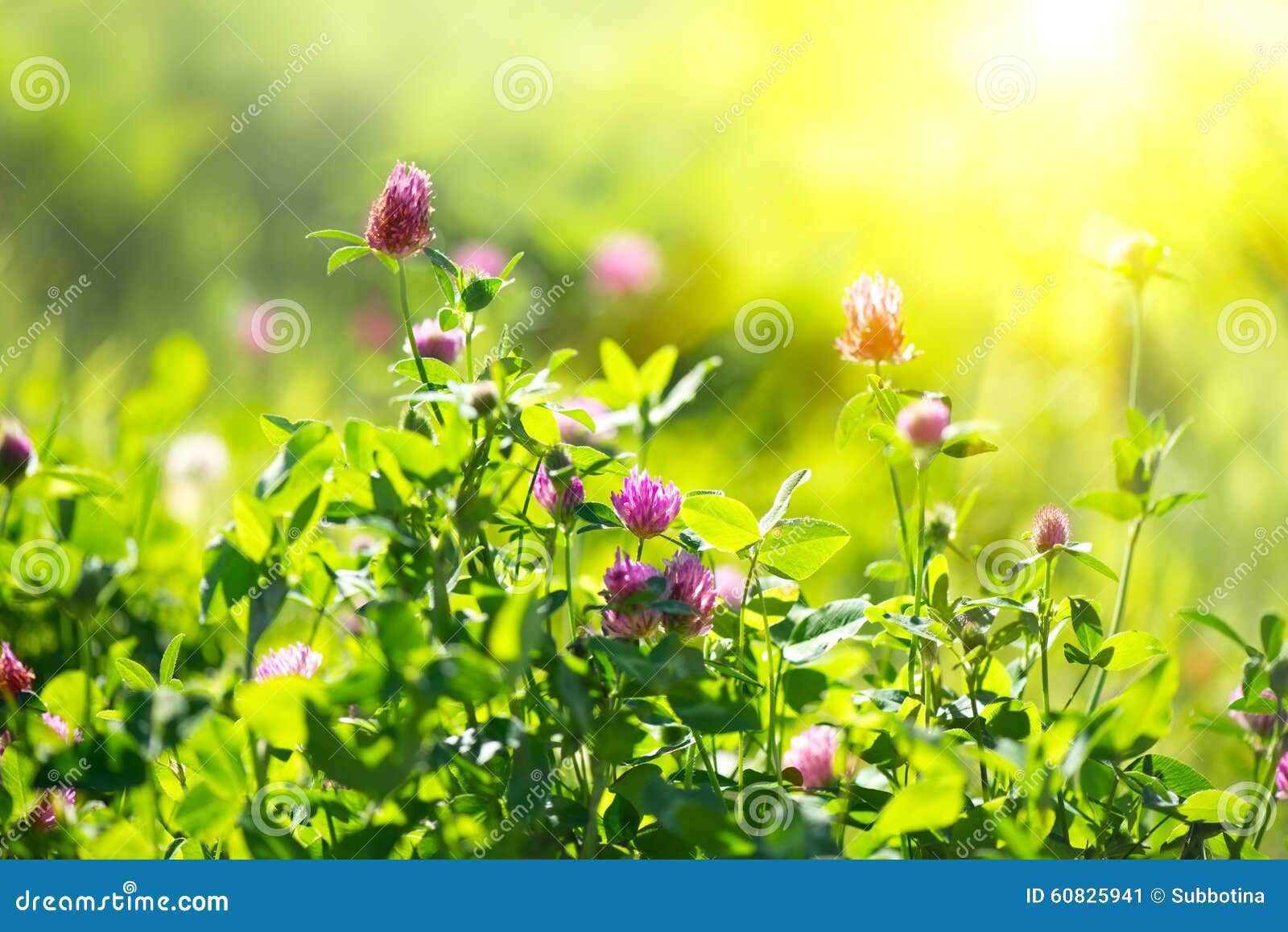 Meadow. Clover Flowers on Spring Field Stock Image - Image of clover ...