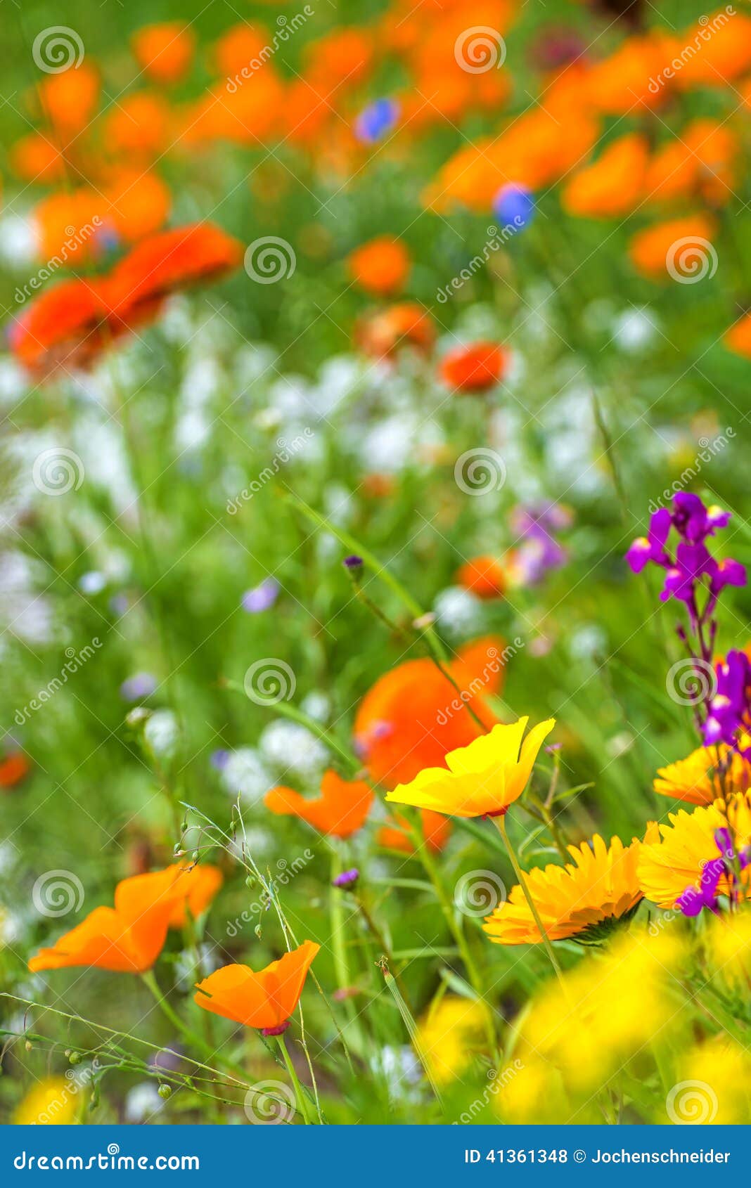 Meadow with Colorful Flowers Stock Photo - Image of fresh, macro: 41361348
