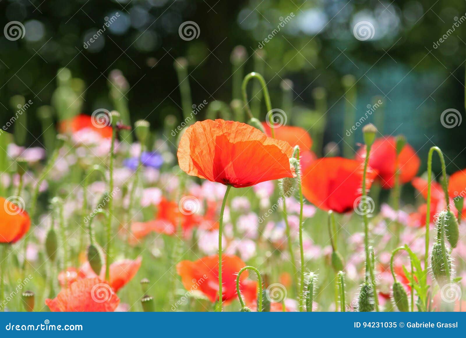 Meadow with corn poppies stock image. Image of dark, poppy - 94231035