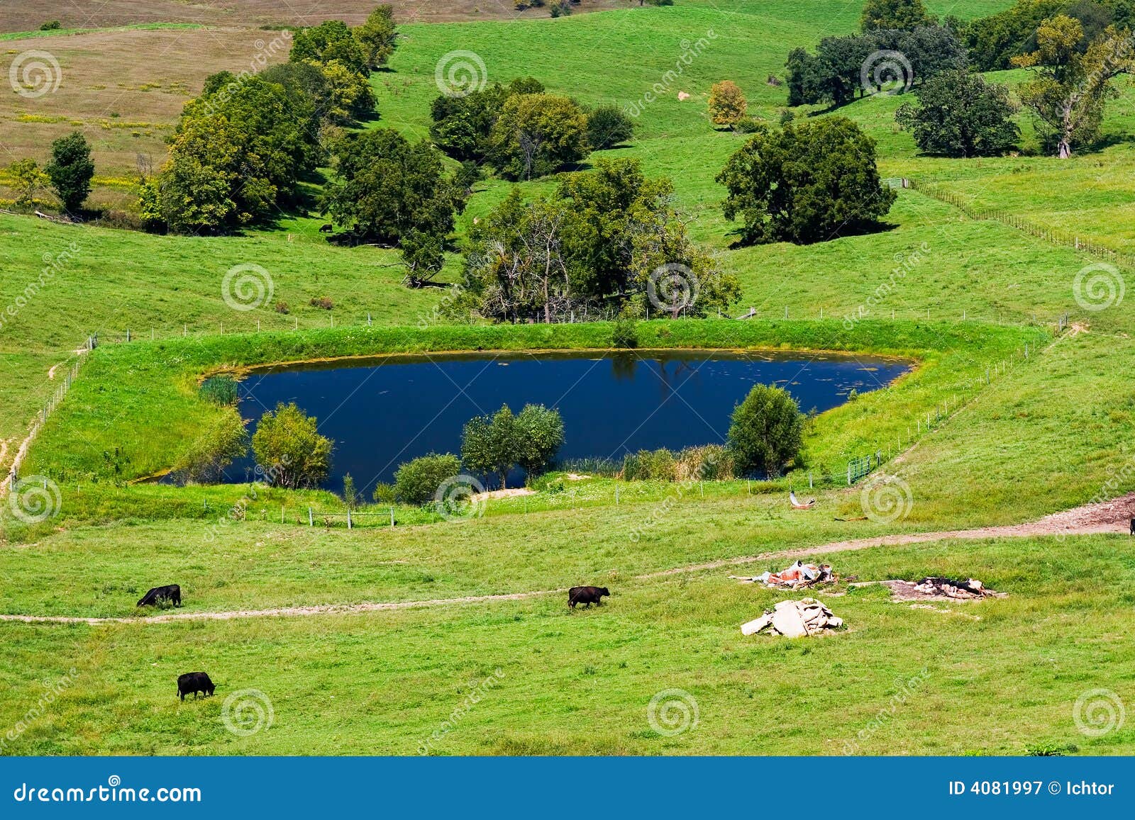 Meadow with cows and pool stock image. Image of path, summer - 4081997