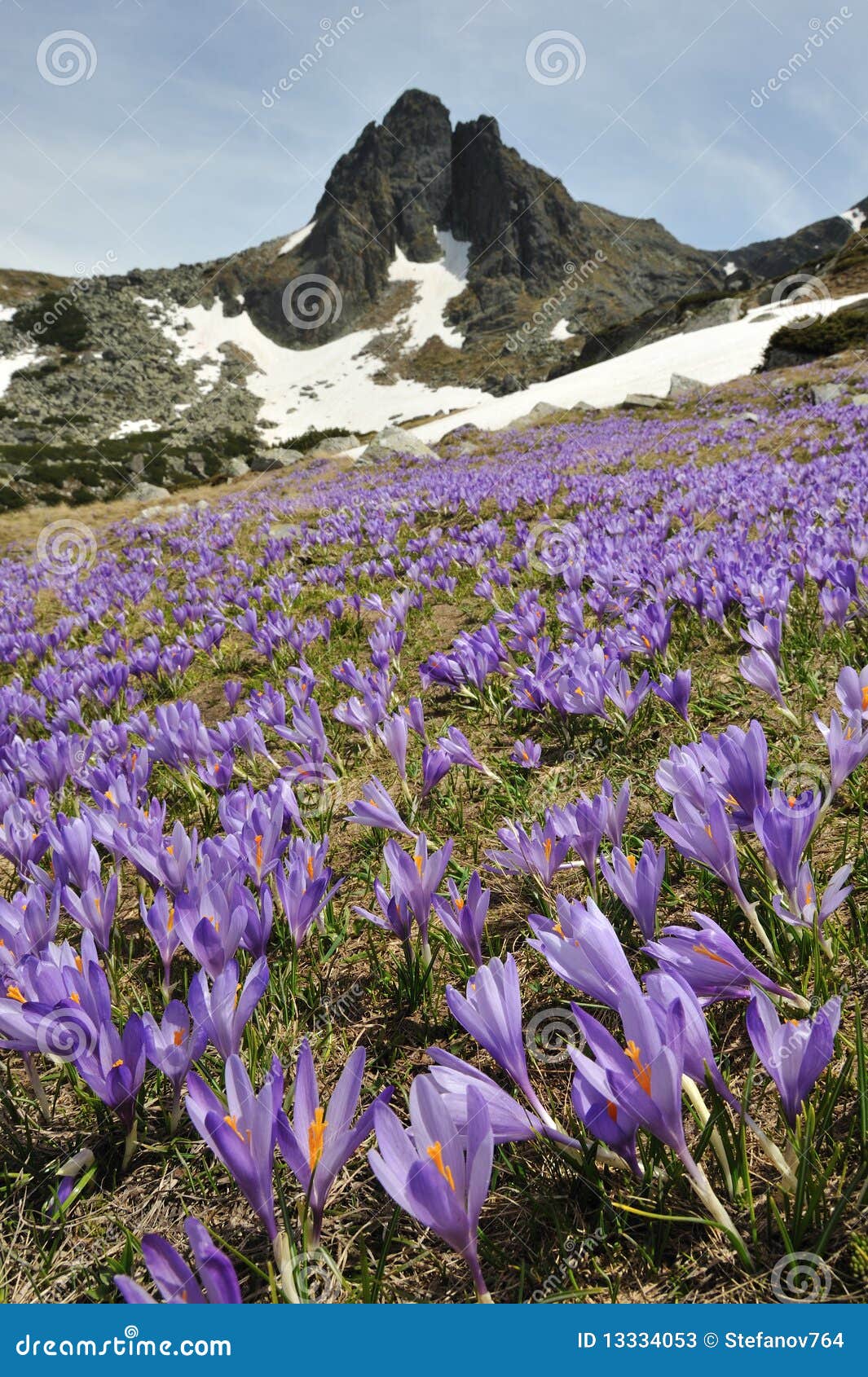 Meadow with Crocus stock image. Image of field, mountaineering - 13334053