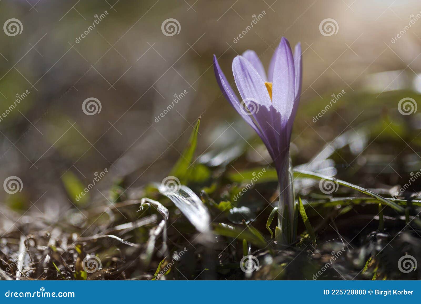 Meadow of Crocus in Bloom, Mountain Panorama Stock Photo - Image of ...