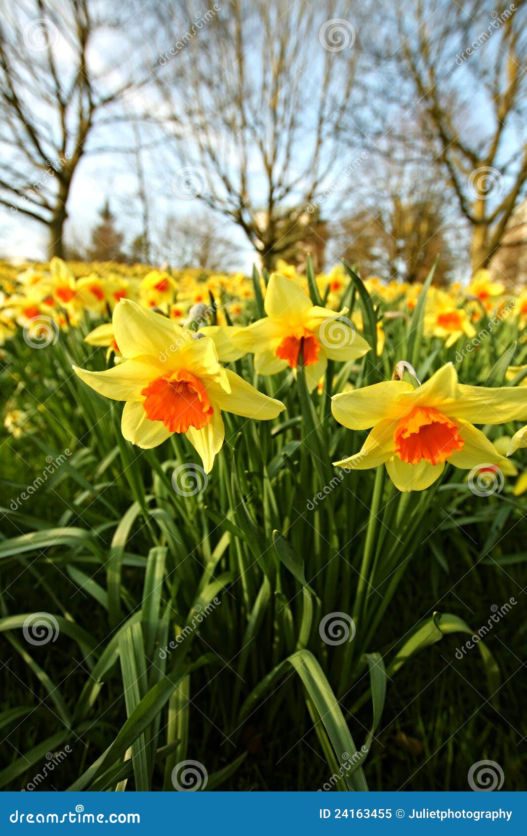 Meadow of Daffodils in the Park Stock Image - Image of spring, season ...