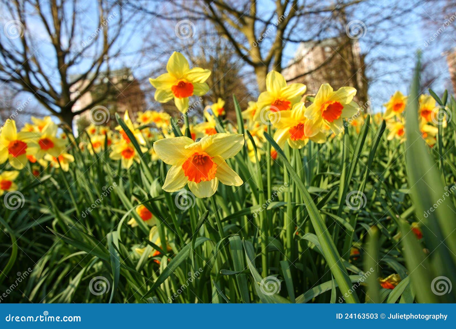 Meadow of Daffodils in the Park Stock Image - Image of flower, fresh ...