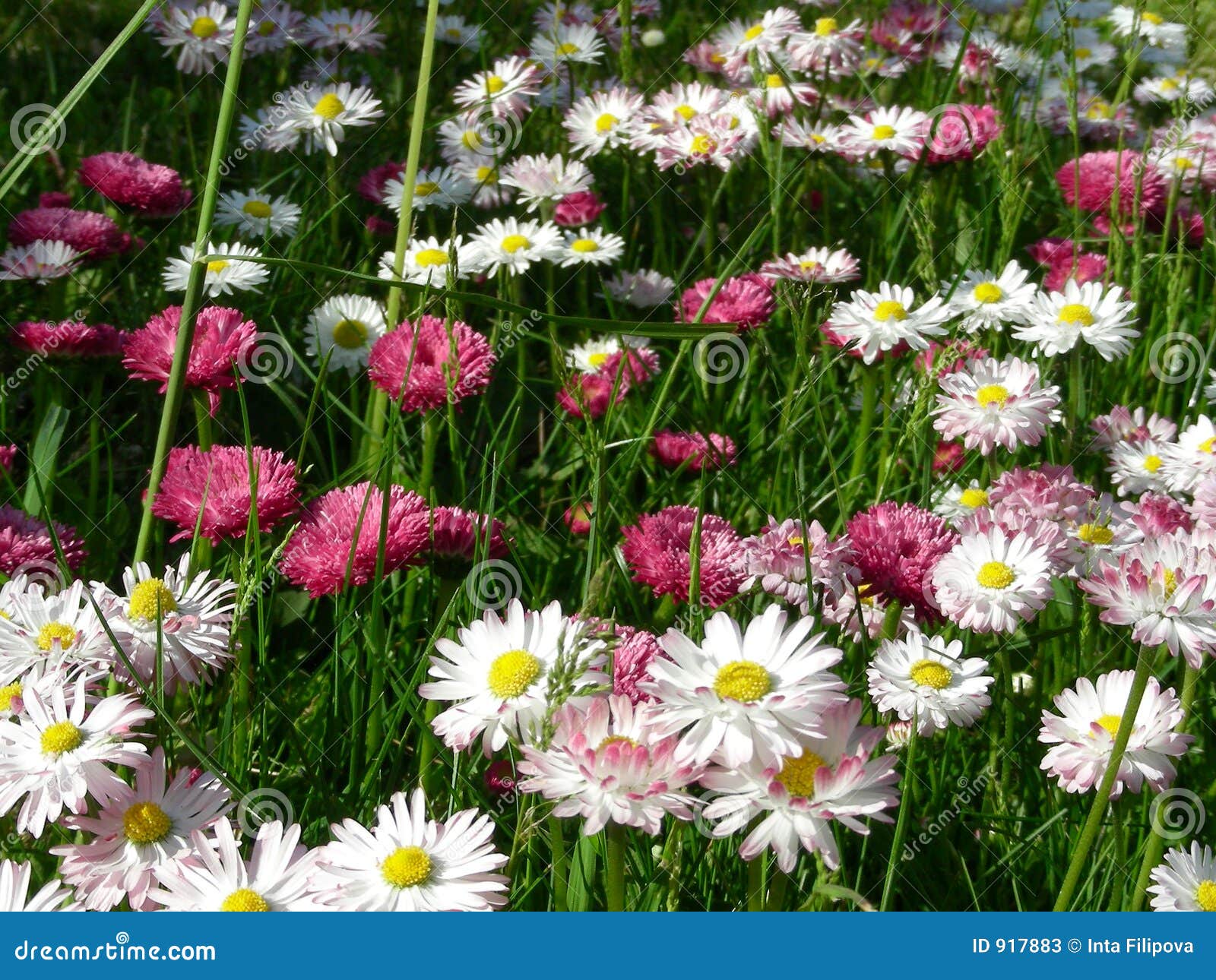 Meadow of daisies stock image. Image of daisy, bloom, spring - 917883