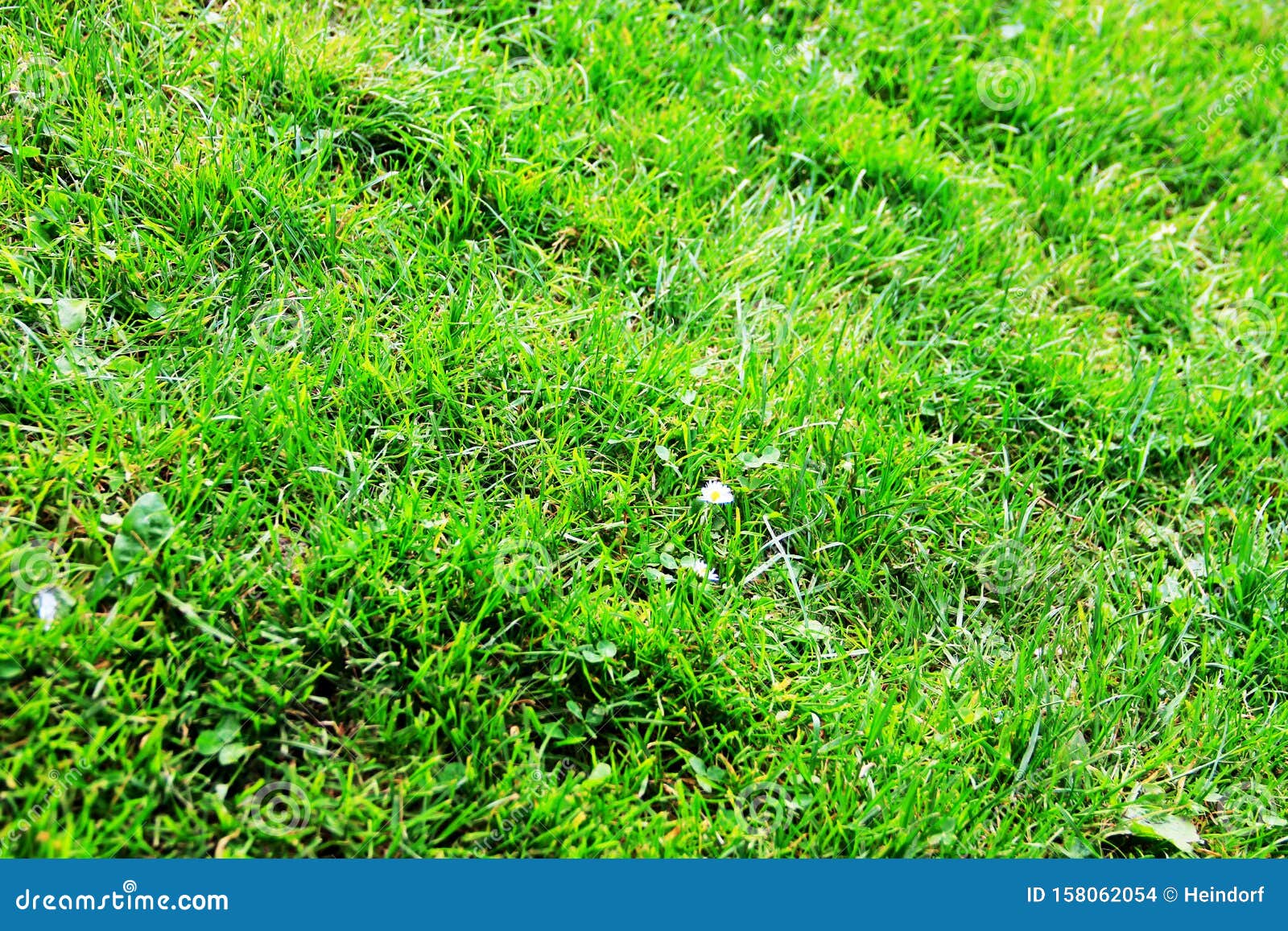 Meadow with Daisies of the Composite Family, Asteraceae Stock Photo ...