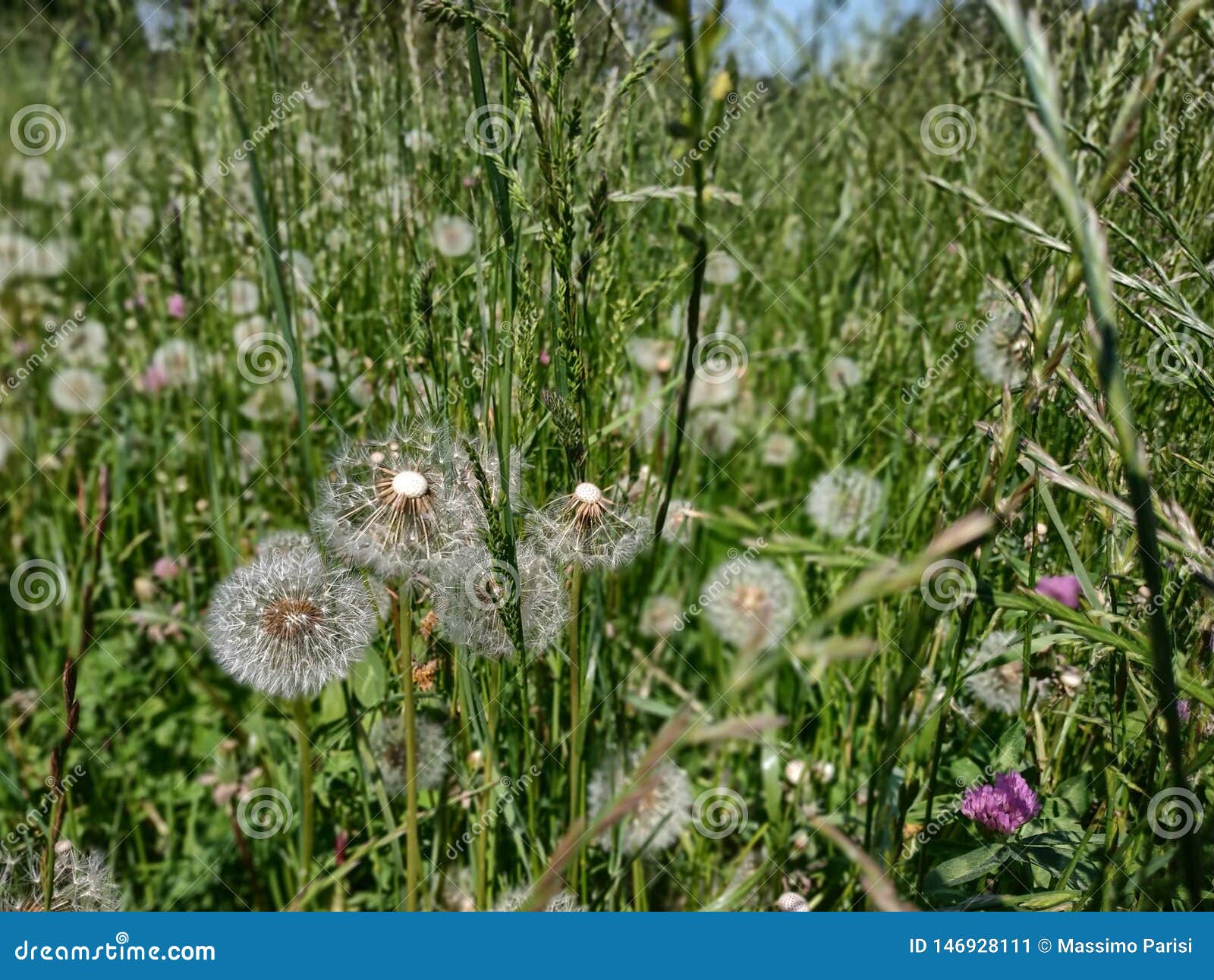 A Meadow of Dandelions Ready To Fly at the First Breath of Wind Stock ...
