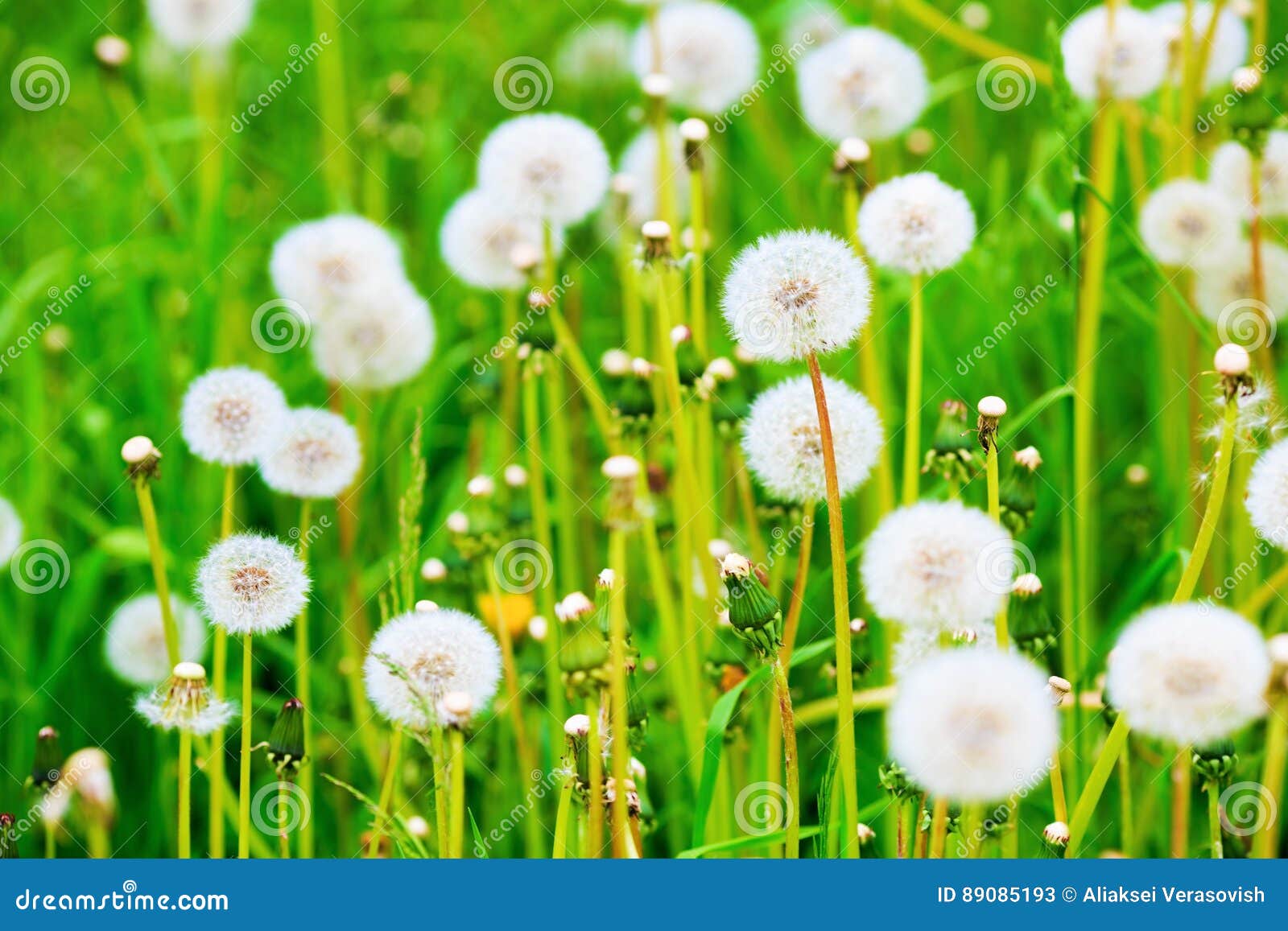 Meadow of dandelions stock image. Image of cycle, dandelion - 89085193