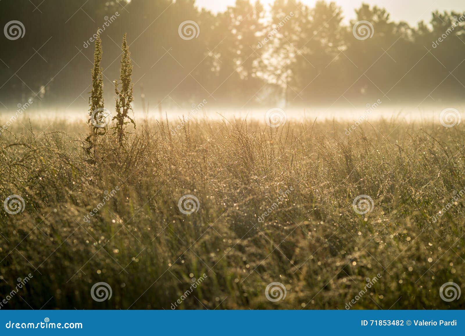 Meadow at dawn with mist stock photo. Image of light - 71853482