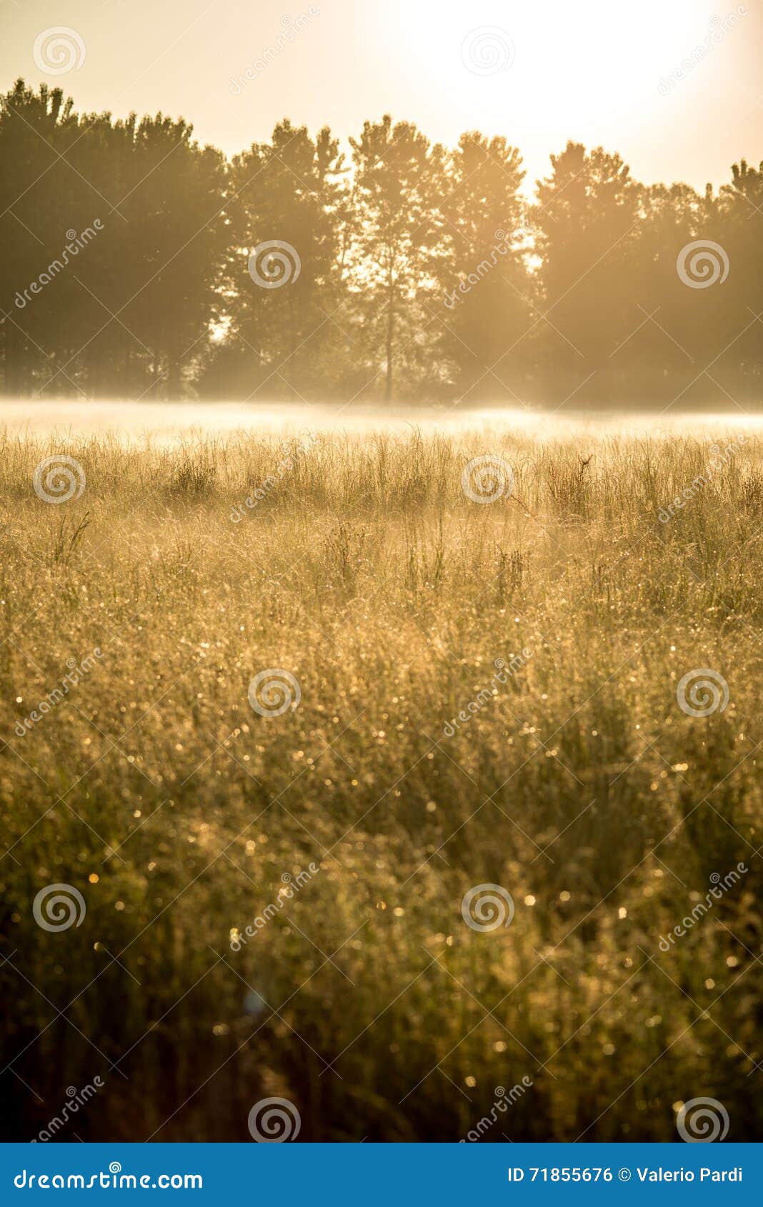 Meadow at dawn with mist stock photo. Image of light - 71855676