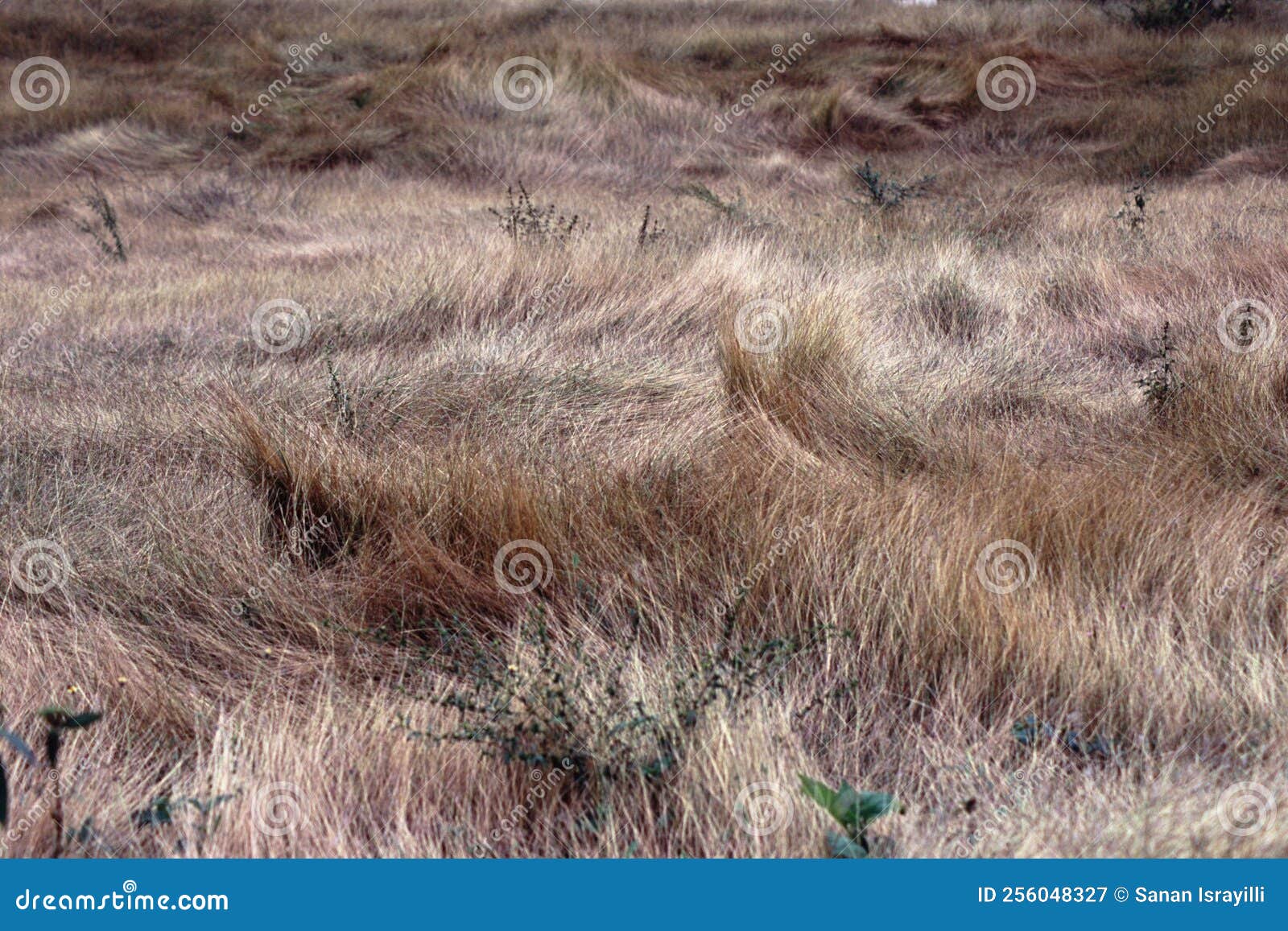 Dry Grasslands stock image. Image of windy, dead, dried - 256048327