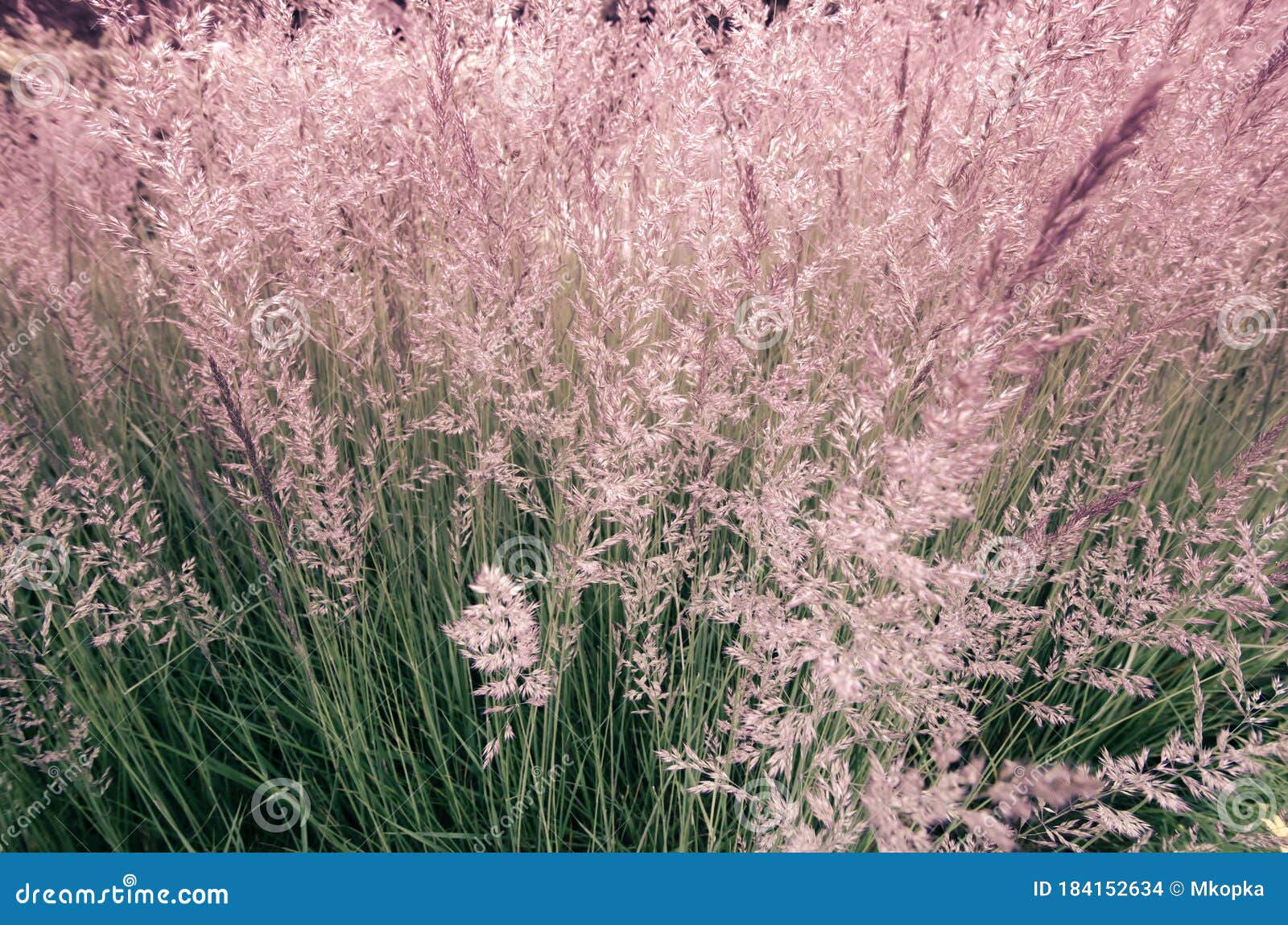 Meadow of Feather Reed Grass Growing on a Fall Day Stock Photo - Image ...