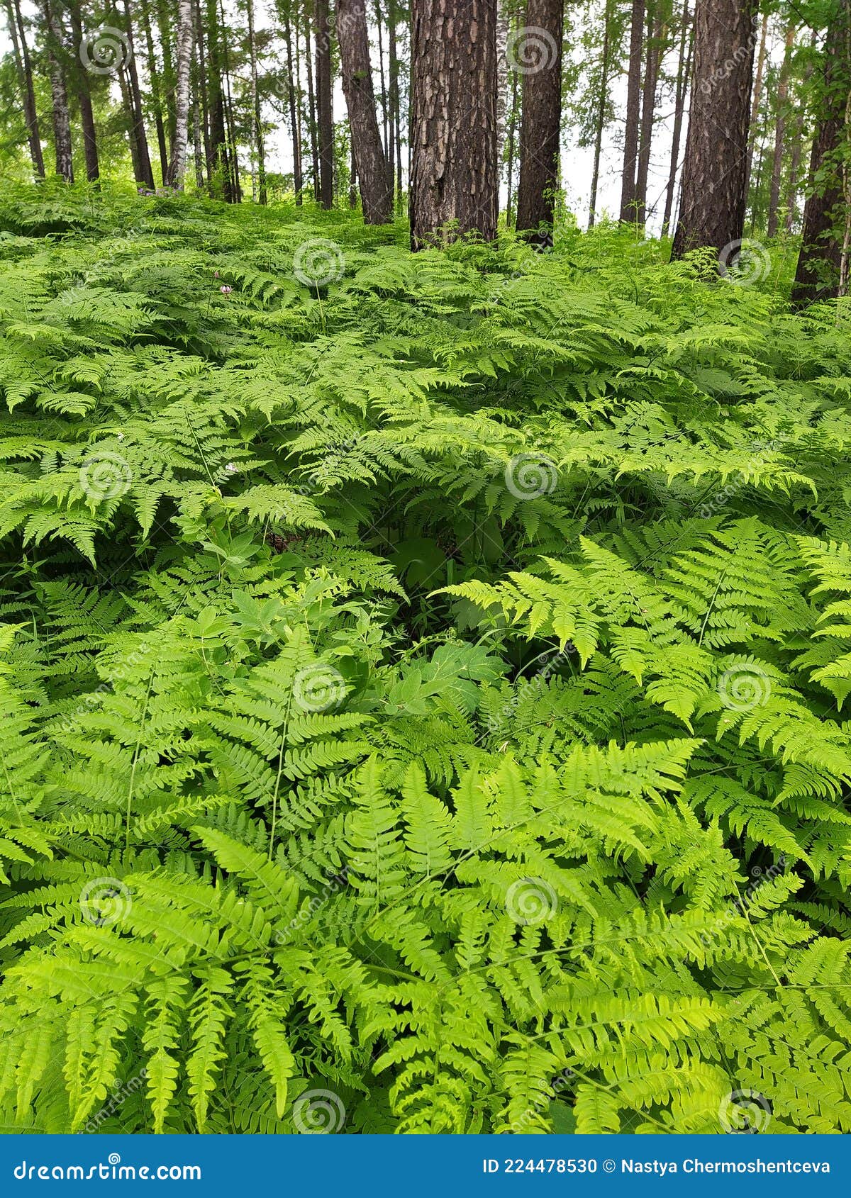 Meadow with fern stock photo. Image of green, evergreen - 224478530