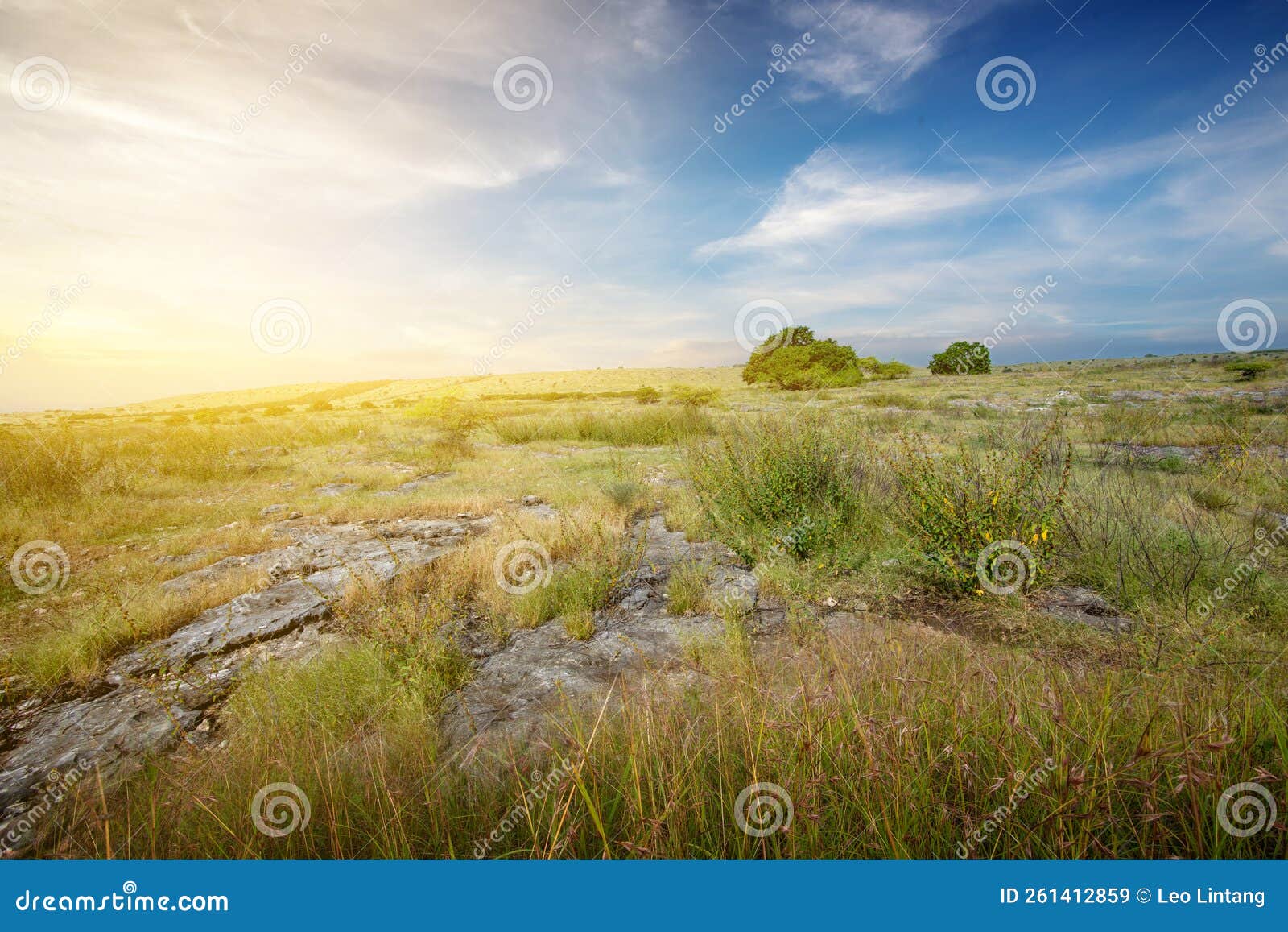 Meadow field stock image. Image of summer, pasture, scenic - 261412859