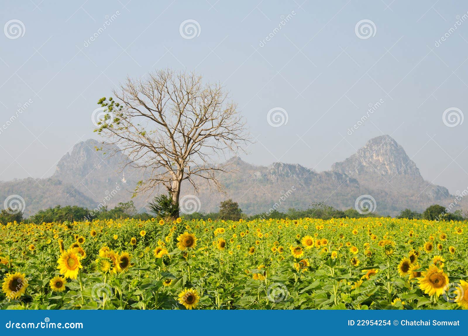 Meadow Filled with Blossoming Sunflower. Stock Photo - Image of leaf ...