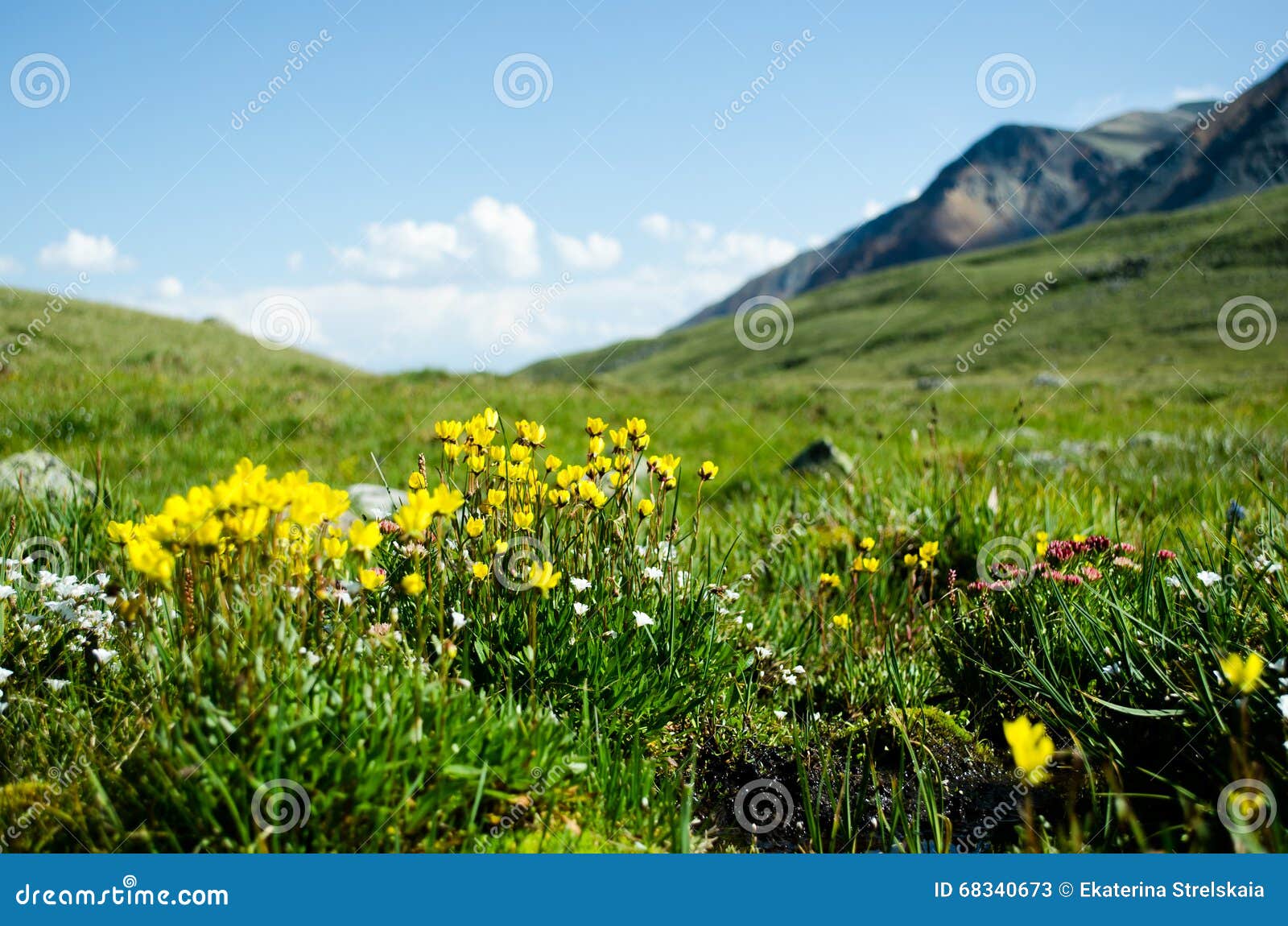 Meadow Filled Mountain Flowers Stock Image - Image of flowers, plant ...