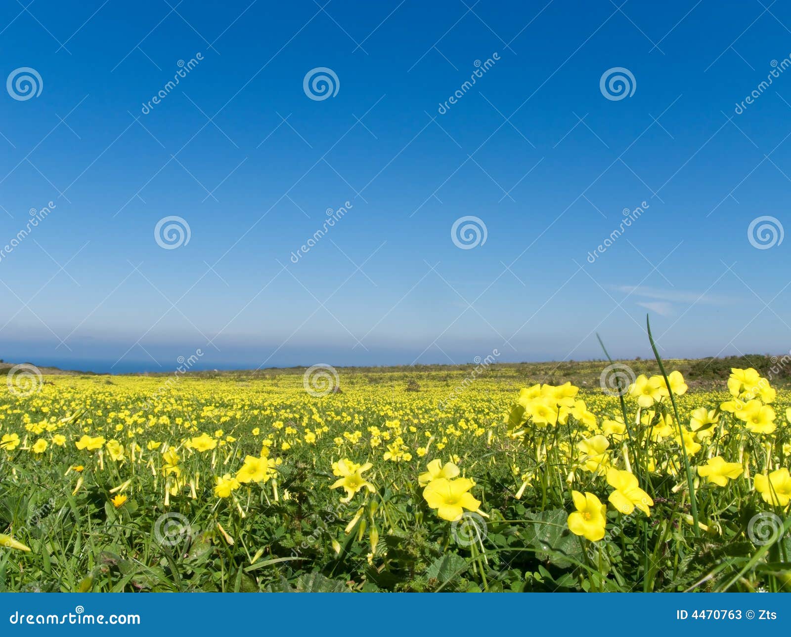 Meadow Filled with Yellow Flowers Stock Image - Image of green, colour ...