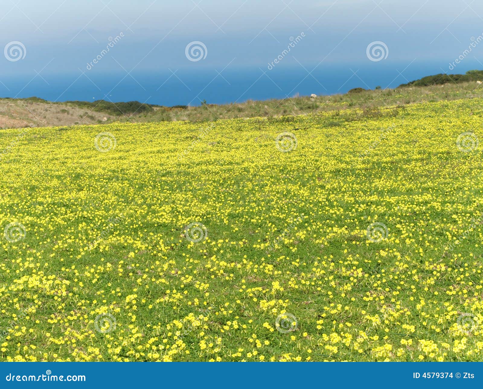 Meadow Filled with Yellow Flowers Stock Photo - Image of pasture ...