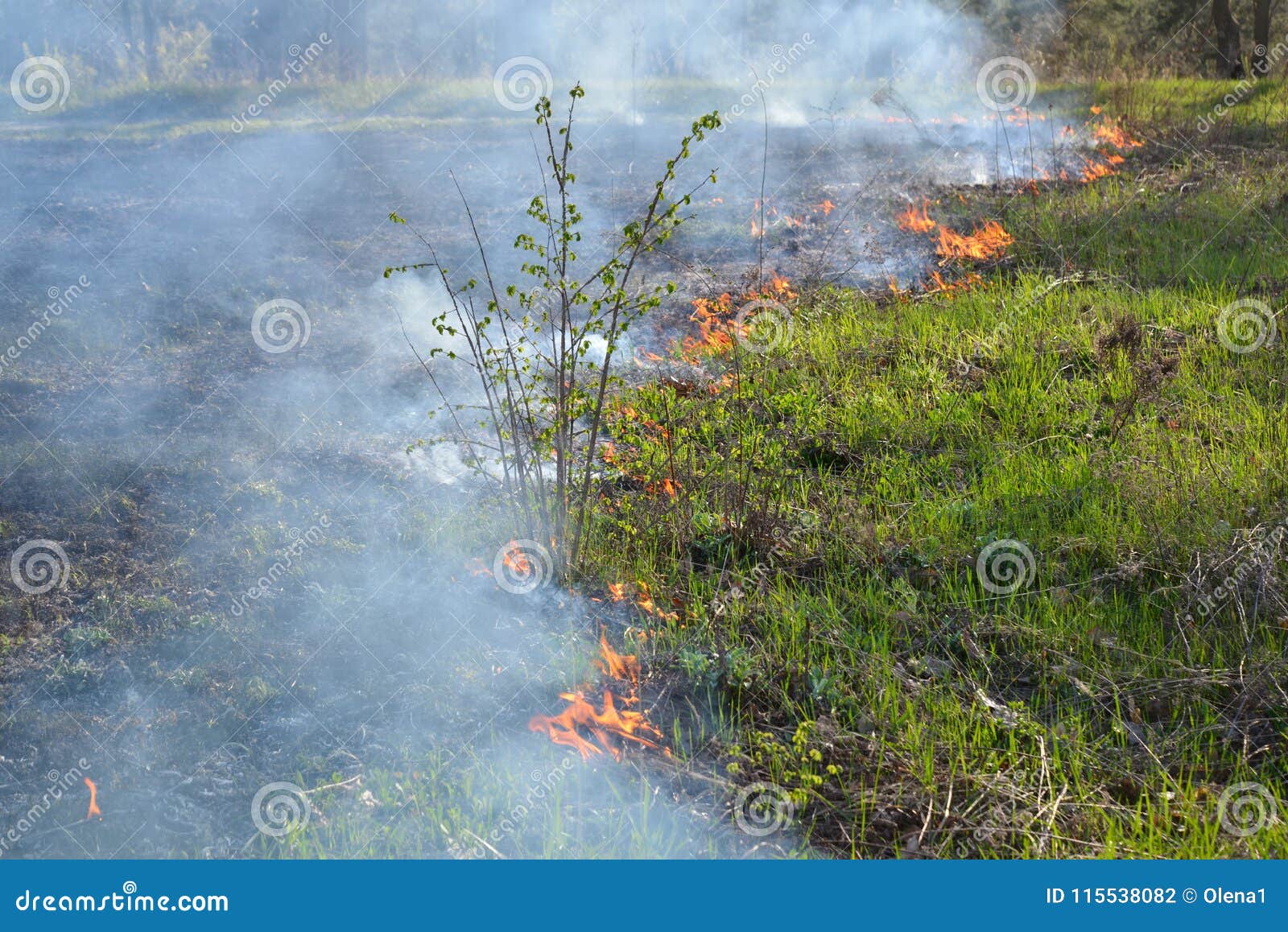 Meadow on fire stock photo. Image of rural, ecology - 115538082