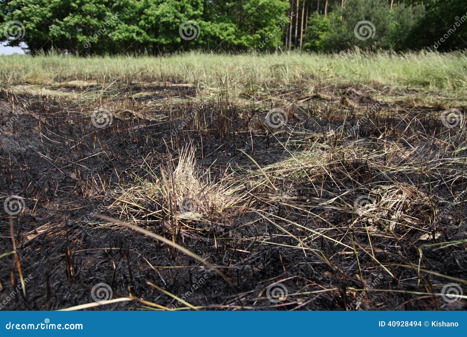 Meadow after fire stock photo. Image of countryside, burned - 40928494