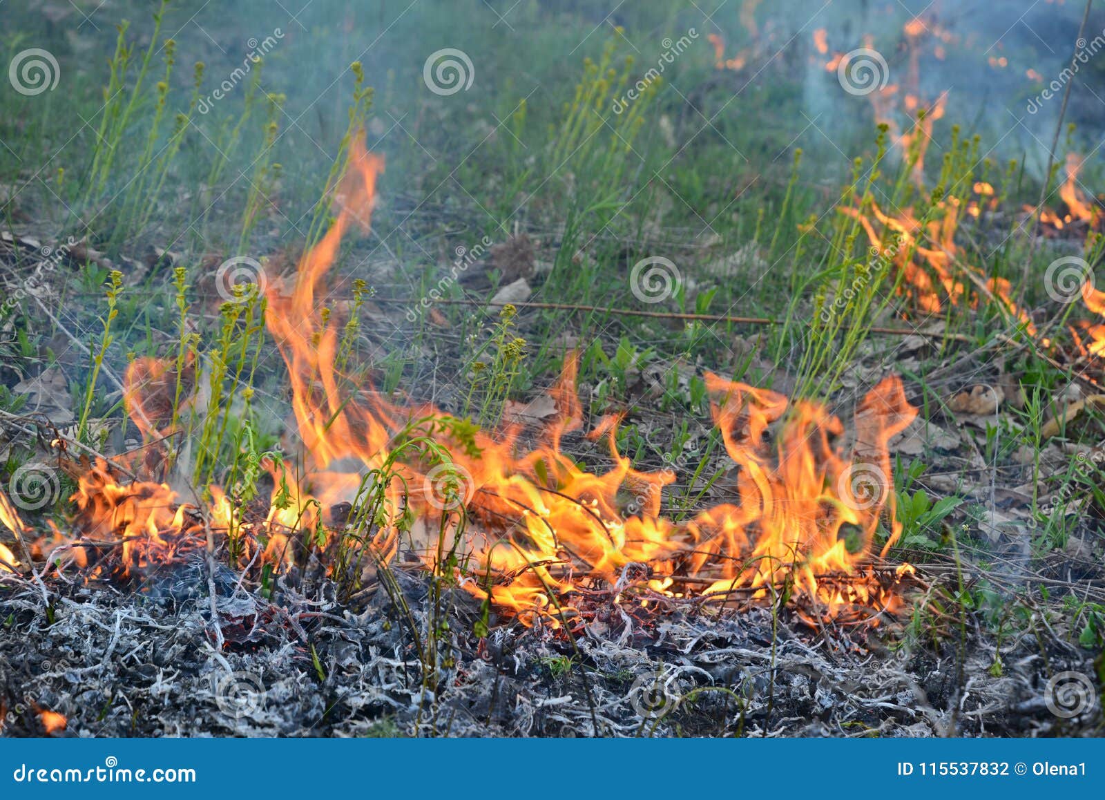 Meadow on fire stock photo. Image of grass, ground, blaze - 115537832