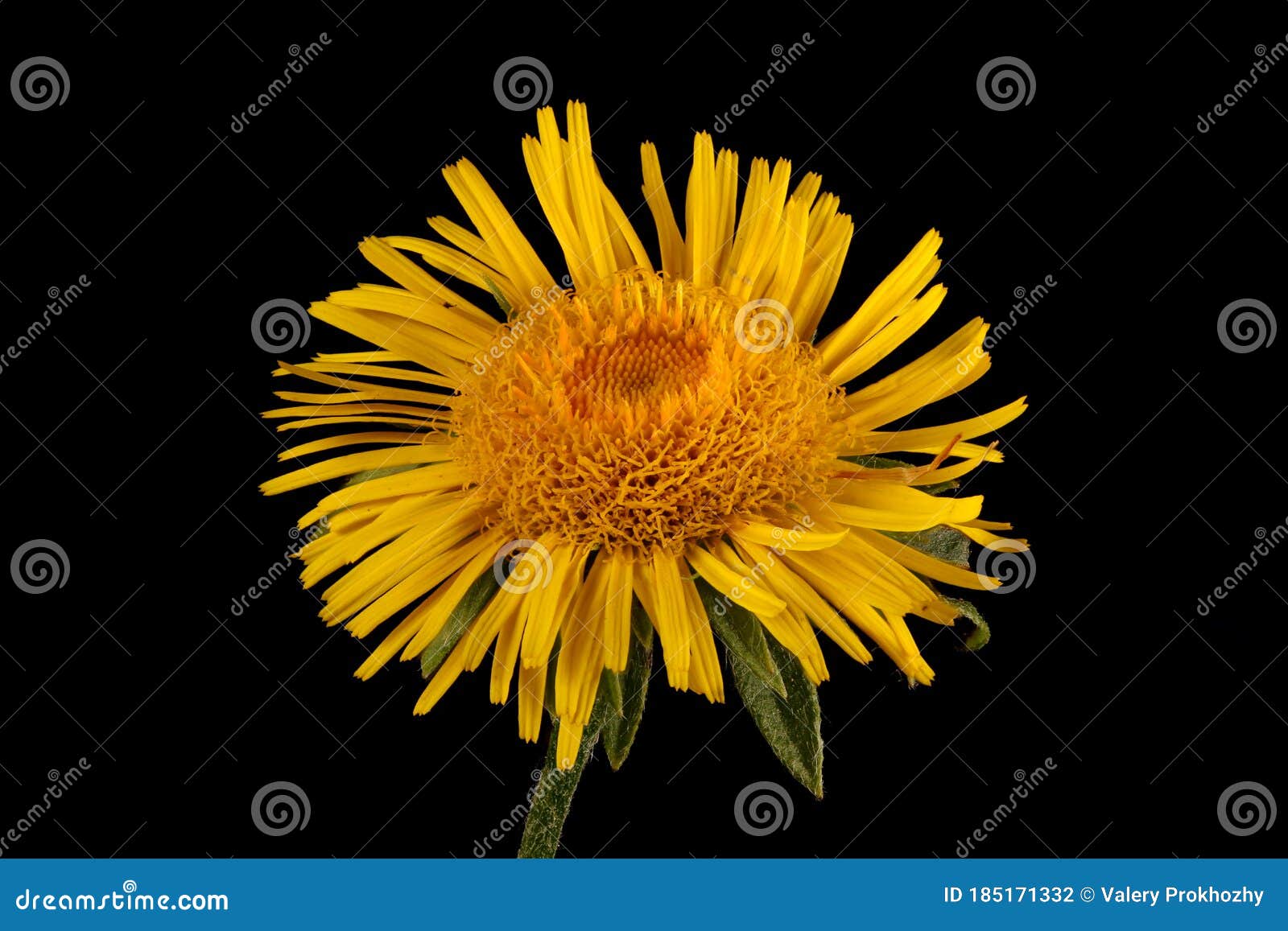 Meadow Fleabane Inula Britannica. Flowering Capitulum Closeup Stock ...