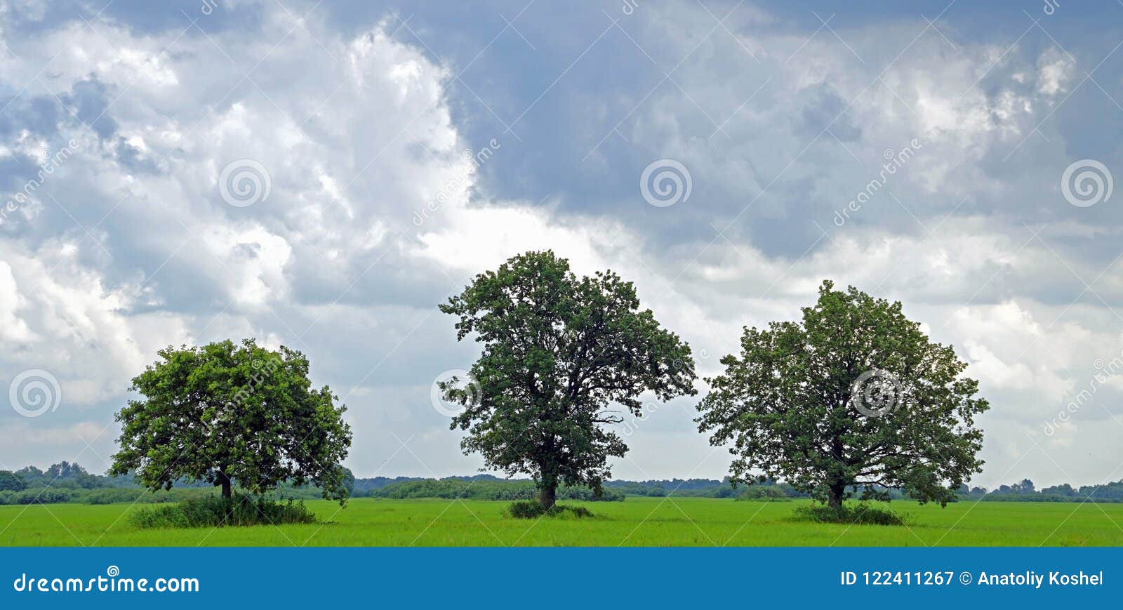 Meadow in the Floodplain of the Pripyat River. Three Oak Trees Stock ...