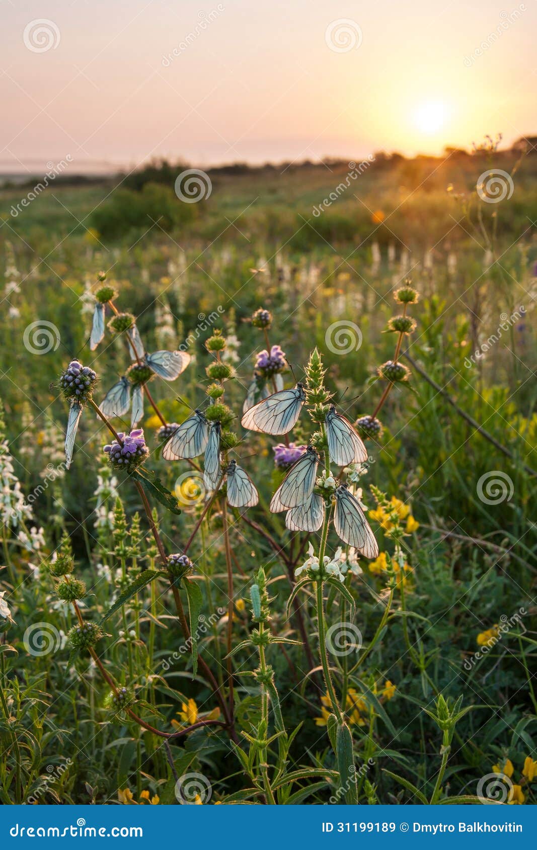 Meadow with Flower and Butterfly Stock Image - Image of flower, dawn ...