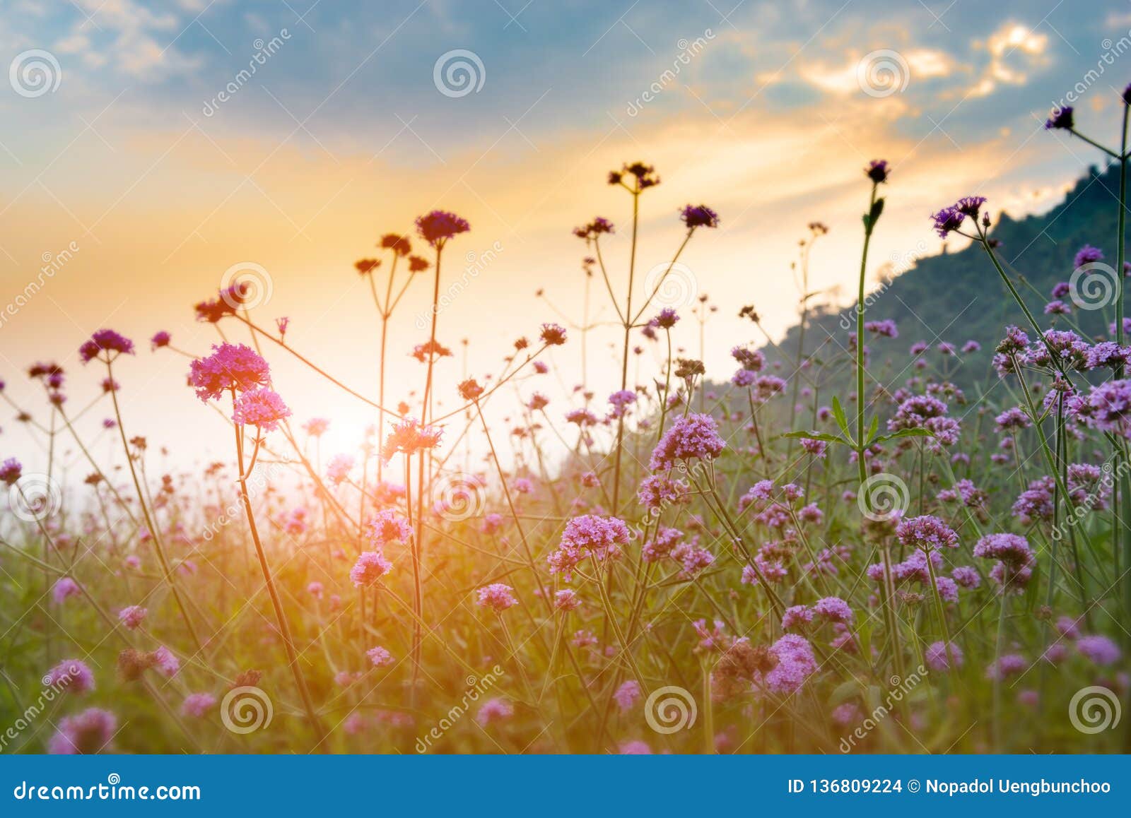 Meadow Flower on the Mountain Stock Photo - Image of mountain, closeup ...