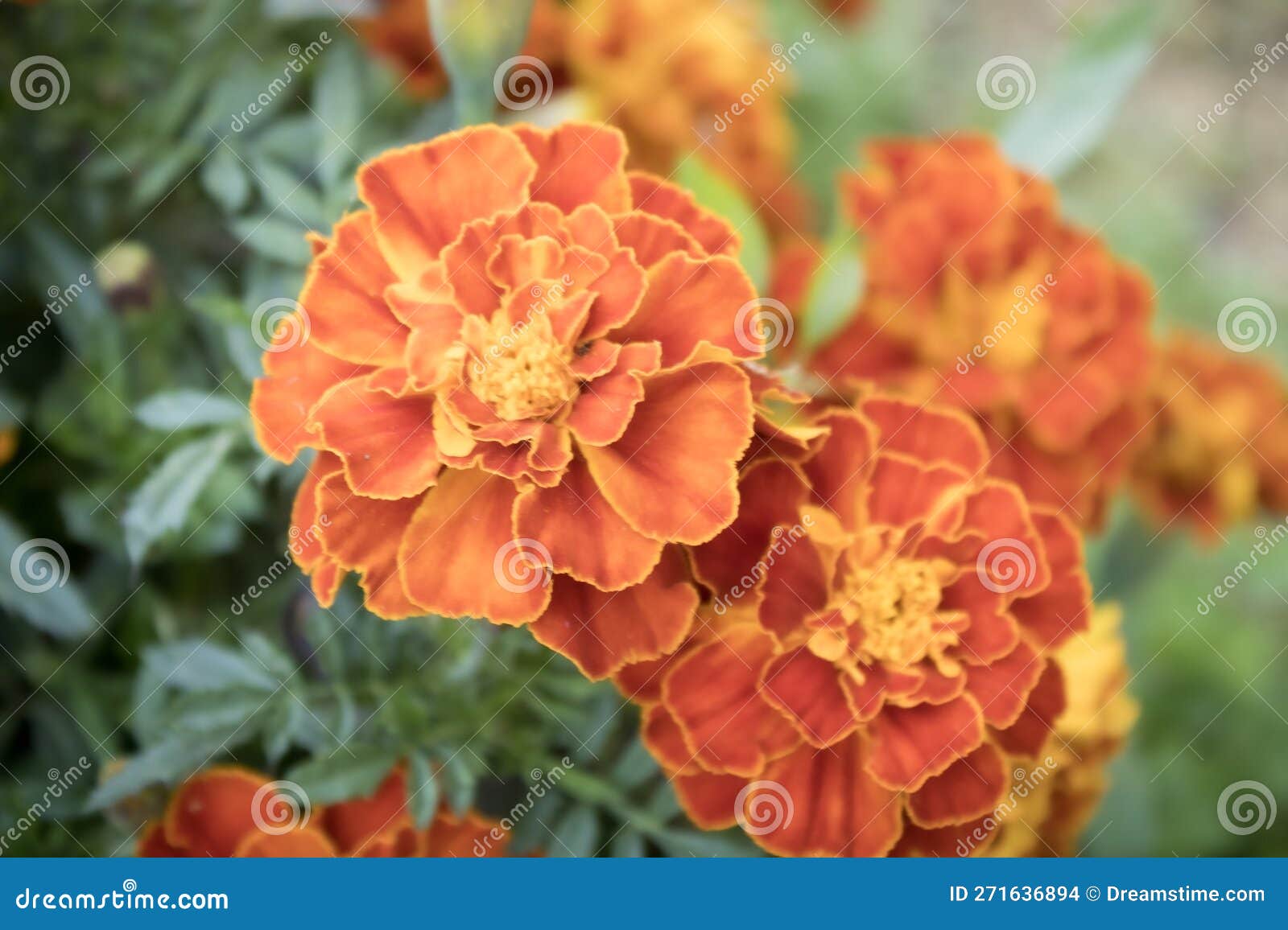 Meadow Flower of Slavonia, Croatia. Stock Photo - Image of flower ...