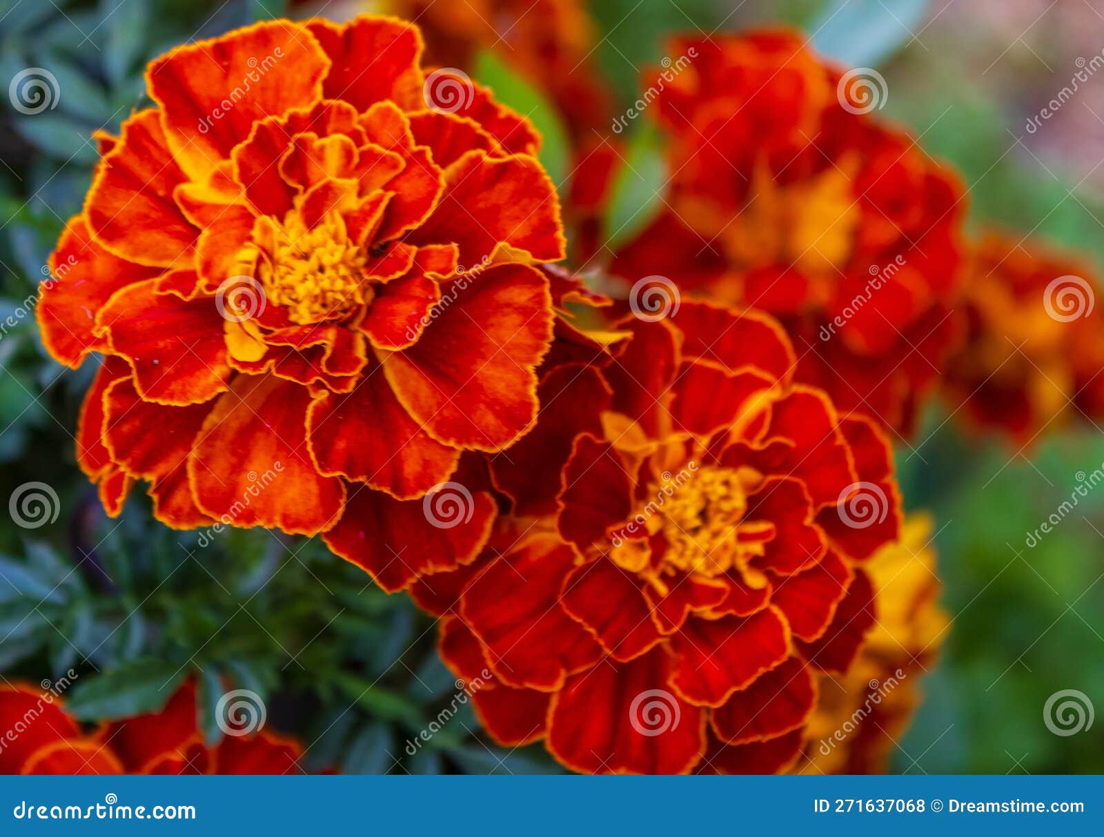 Meadow Flower of Slavonia, Croatia. Stock Photo - Image of croatia ...