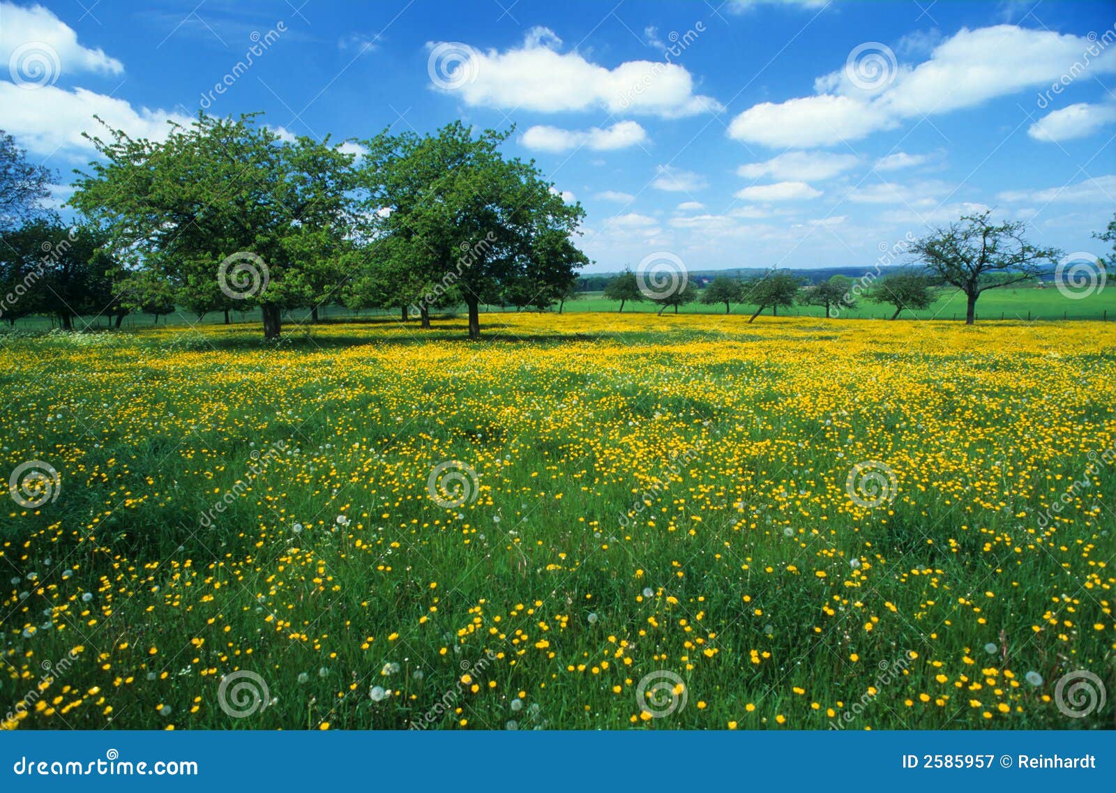 Meadow with flowers 3 stock image. Image of yellow, blooming - 2585957