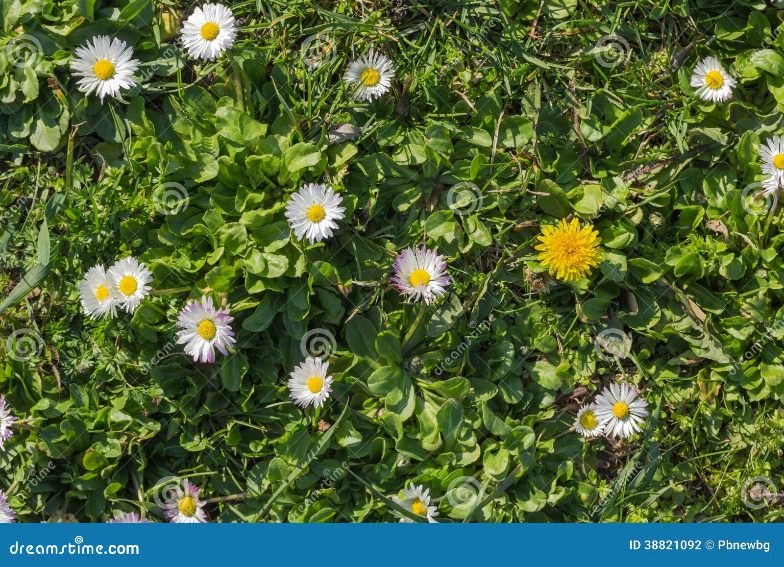 Meadow Flowers Daisy and Dandelion Stock Photo - Image of morning ...