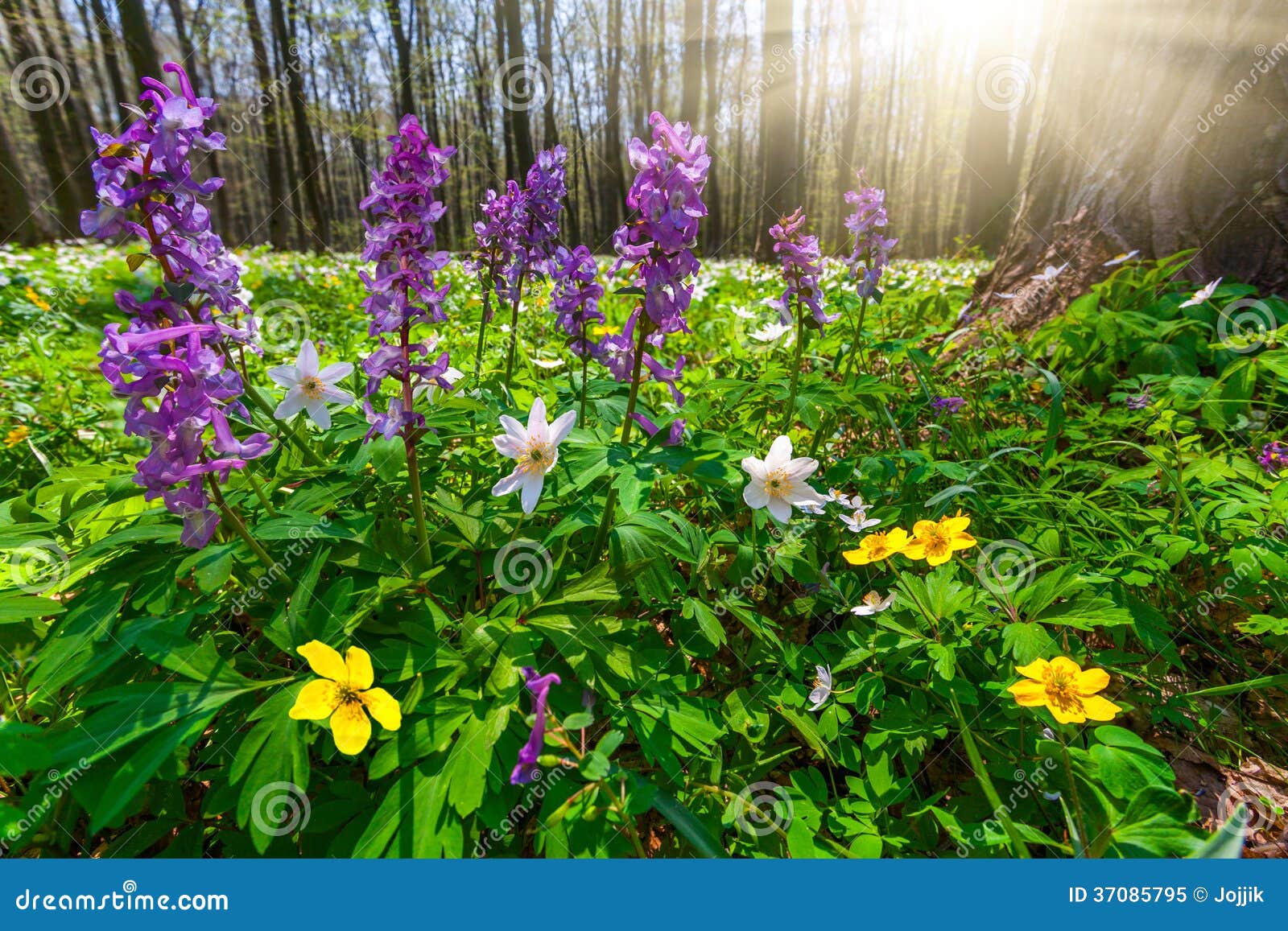 Meadow Flowers in Spring Forest Stock Image - Image of leaf, closeup ...