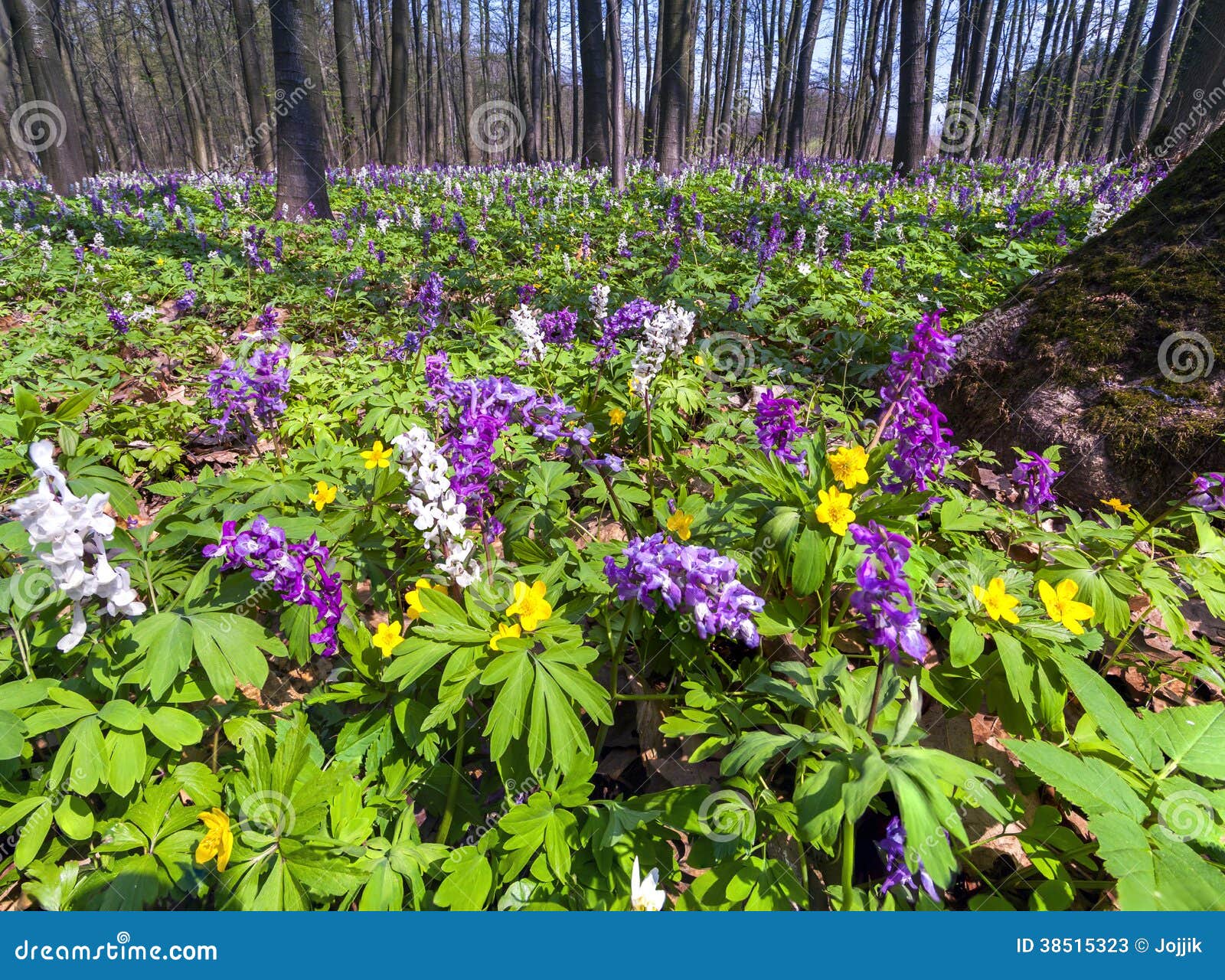 Meadow Flowers in Spring Forest Stock Image - Image of park, colorful ...