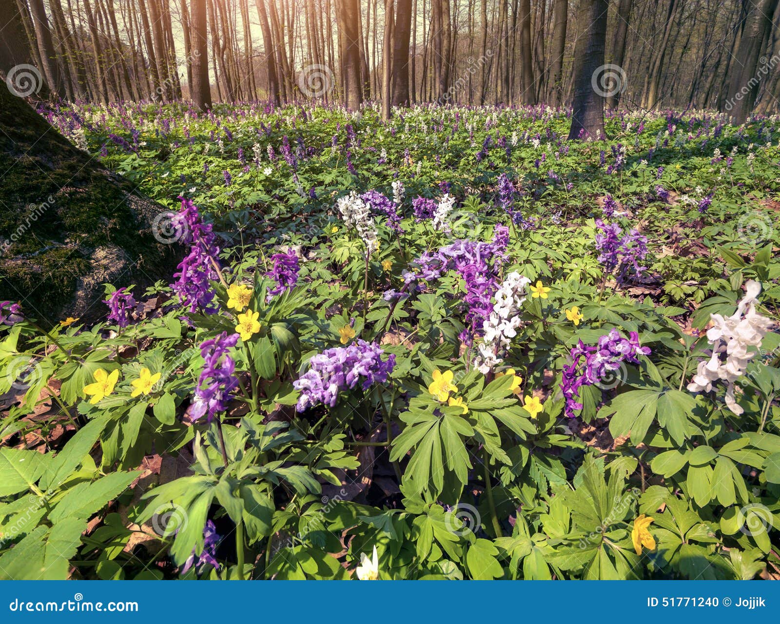 Meadow Flowers in Spring Forest Stock Photo - Image of idyllic, color ...
