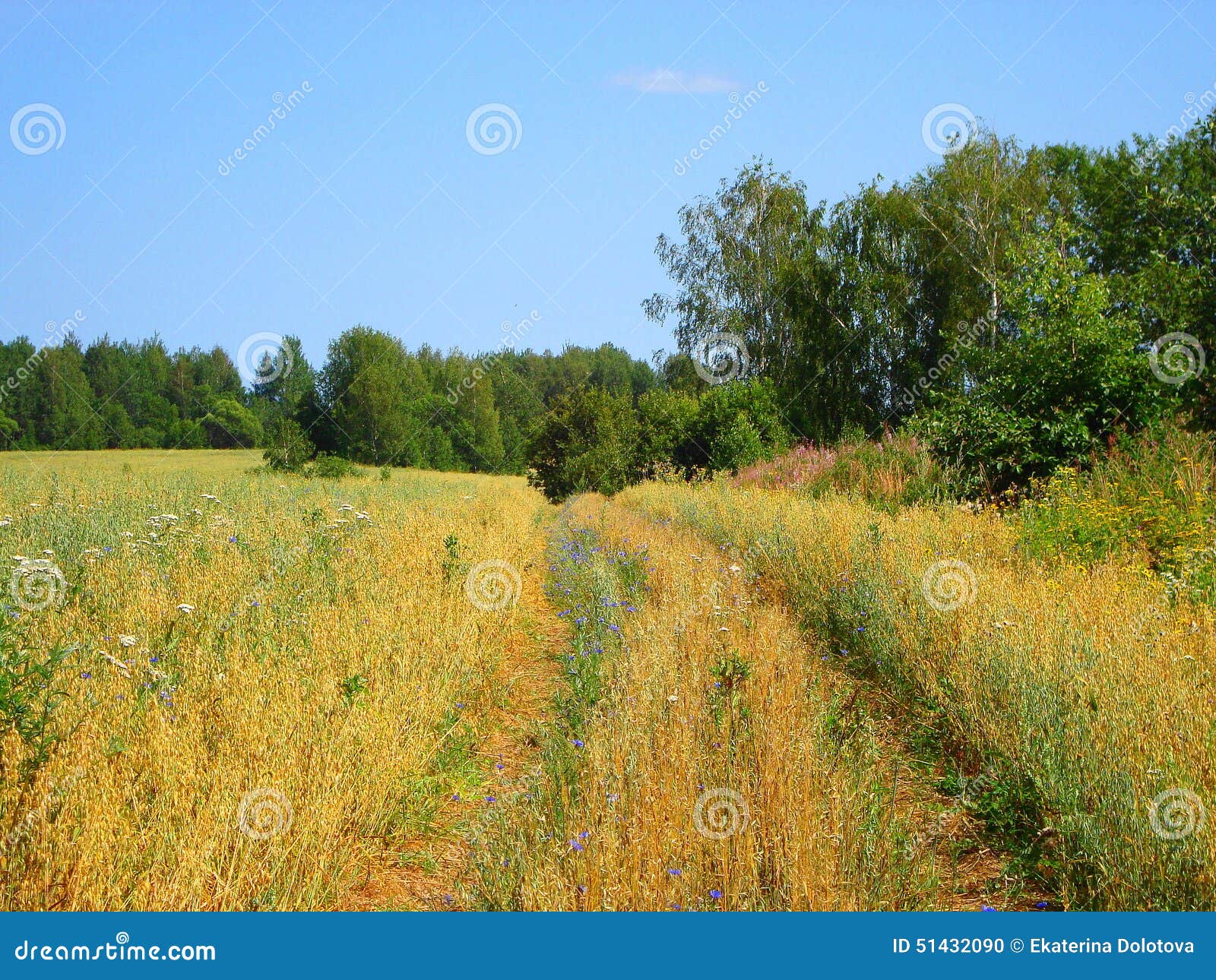 Meadow Flowers in Summer Forest Stock Photo - Image of bright, field ...